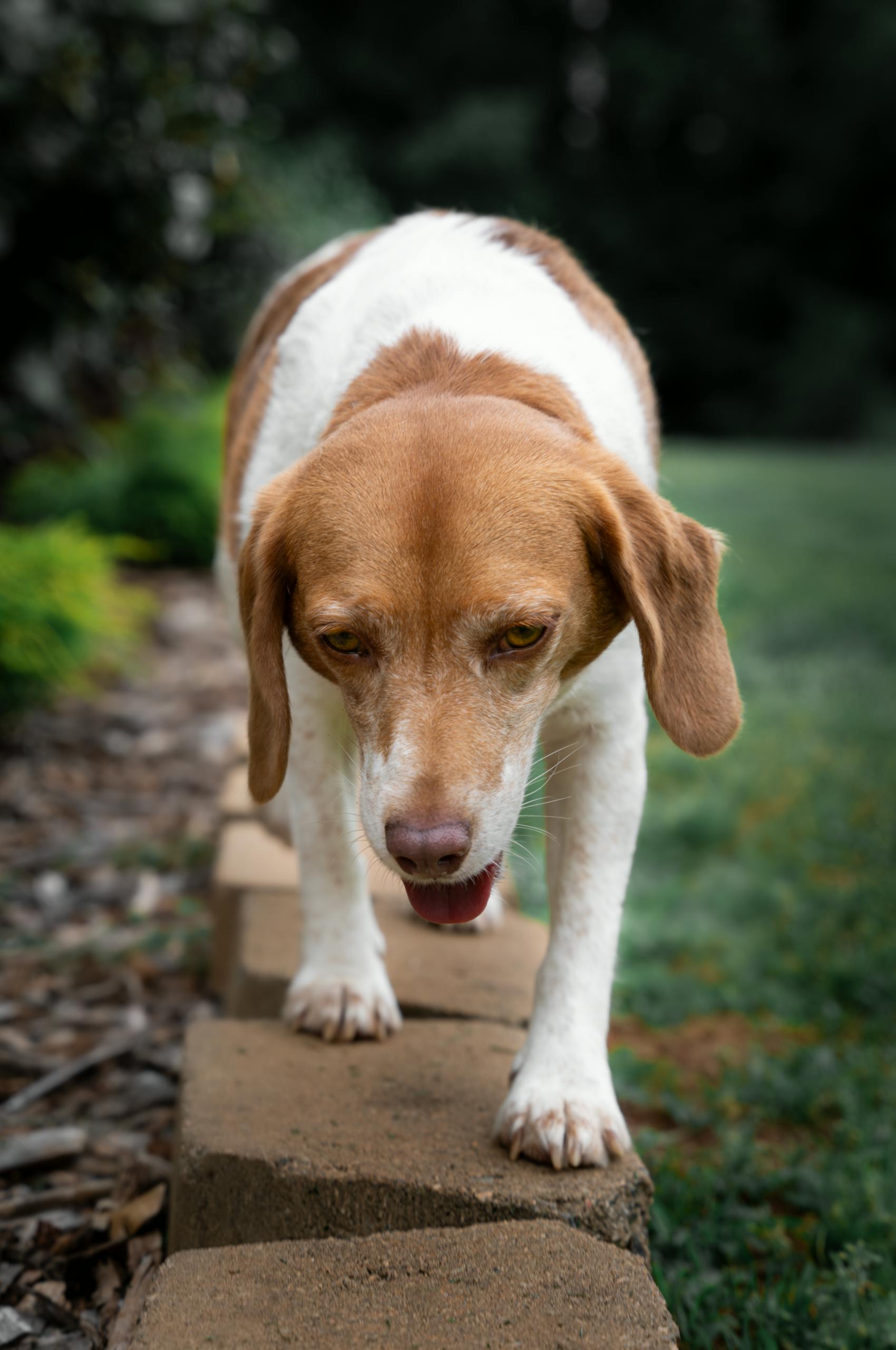 Cute Dog Walking in a Garden · Free Stock Photo