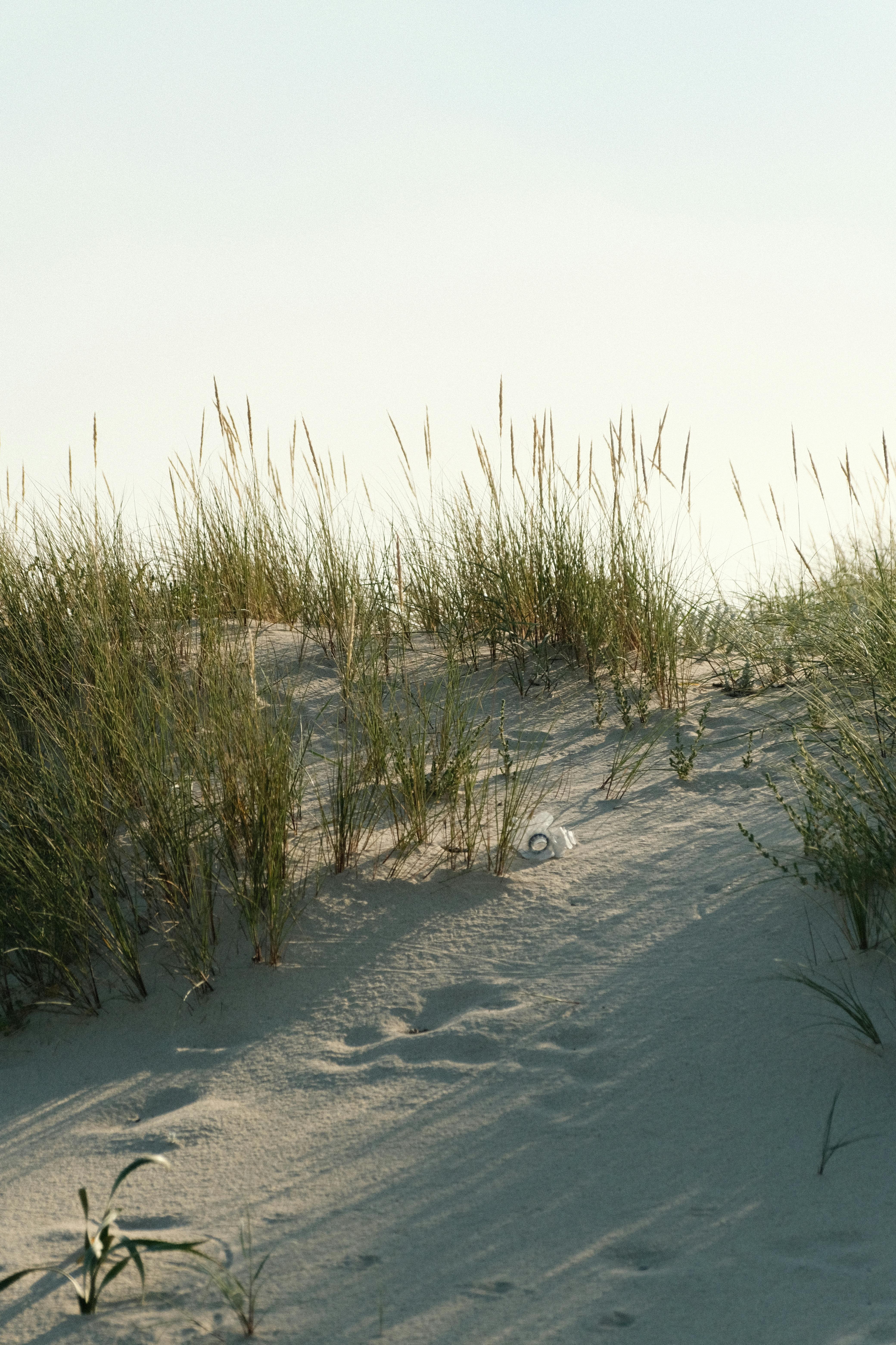 Weeds Growing atop Dune on Beach · Free Stock Photo