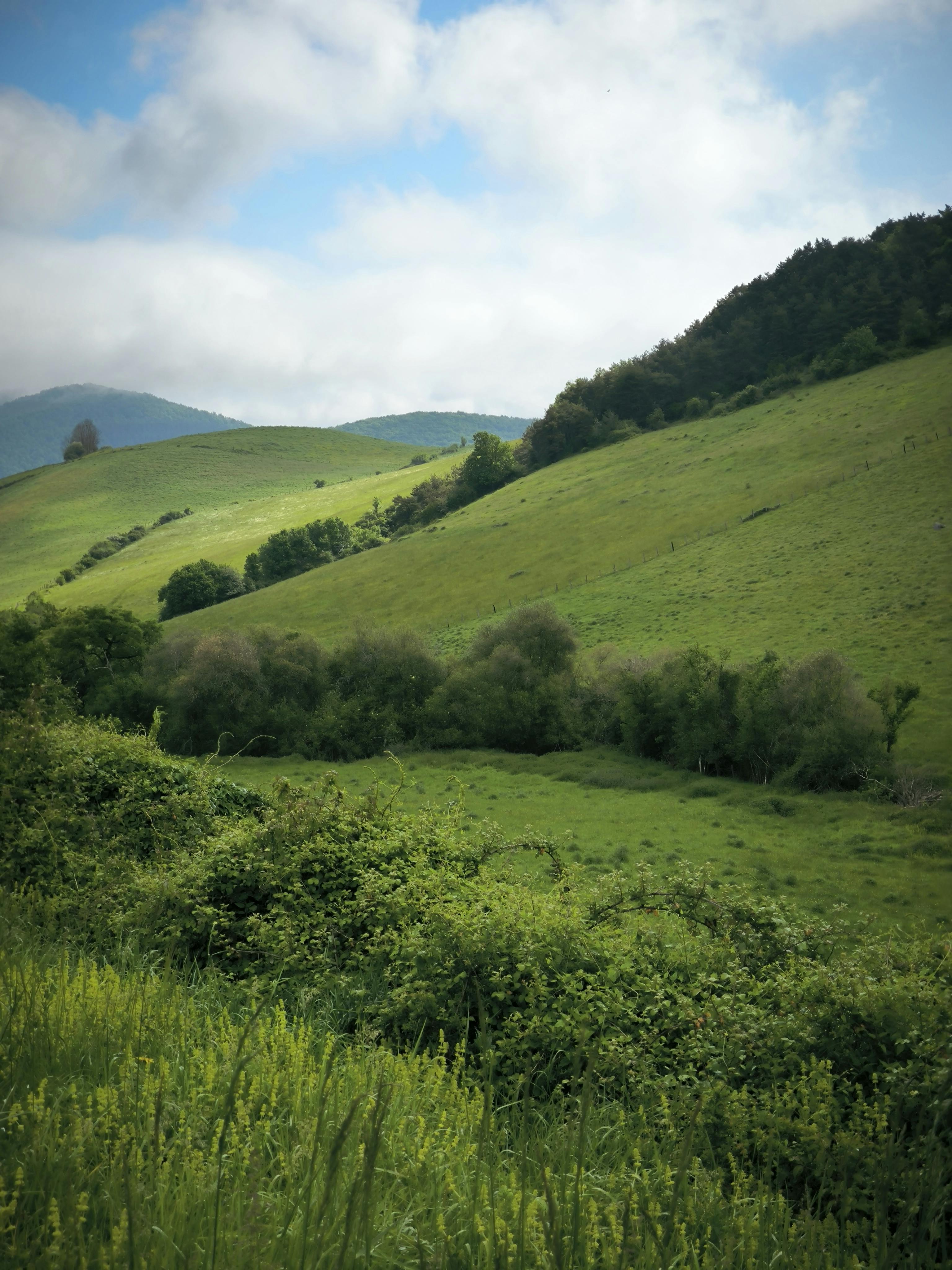 A green grassy hill with trees and bushes · Free Stock Photo