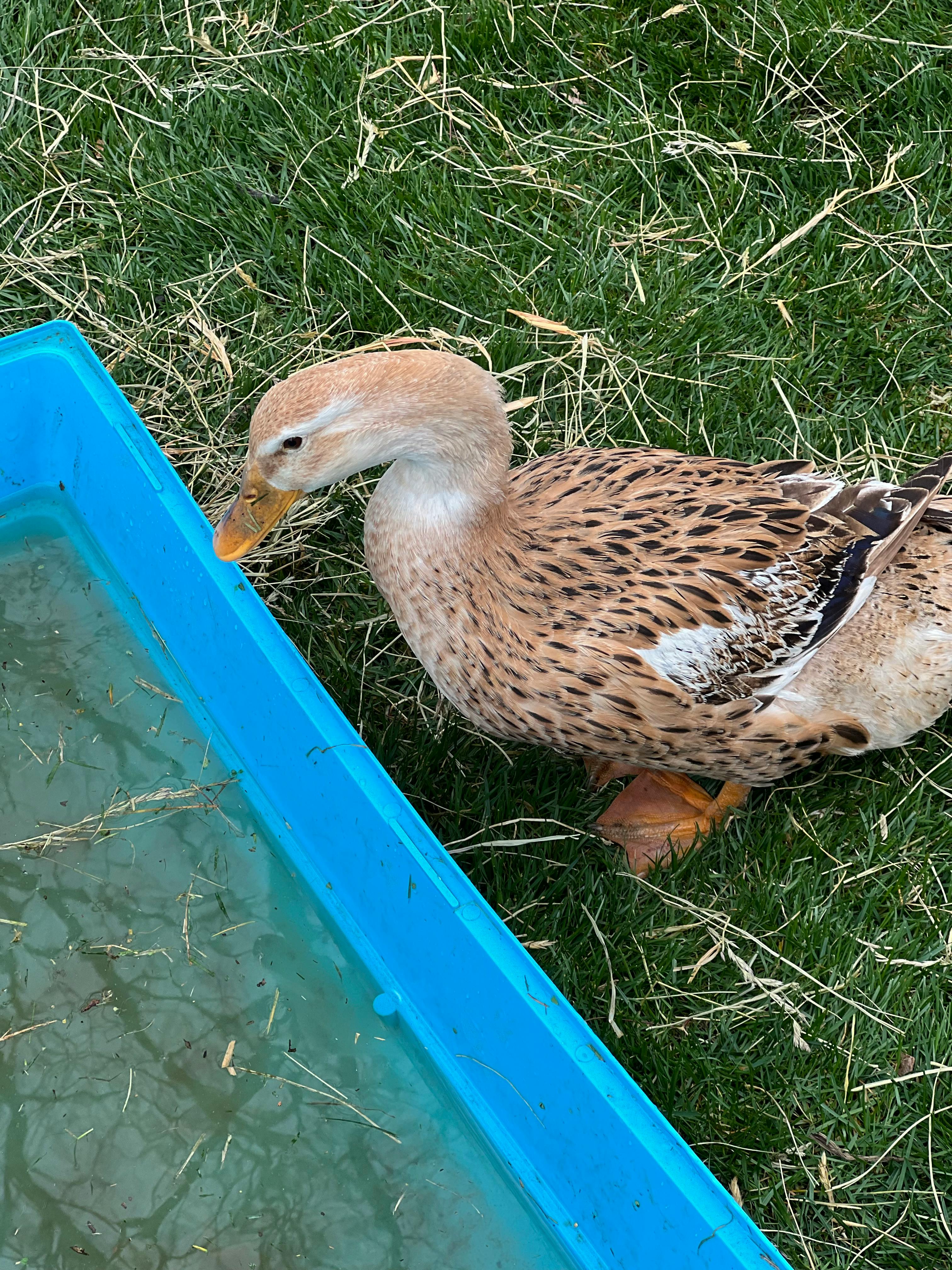 Gray Mallard Ducks · Free Stock Photo
