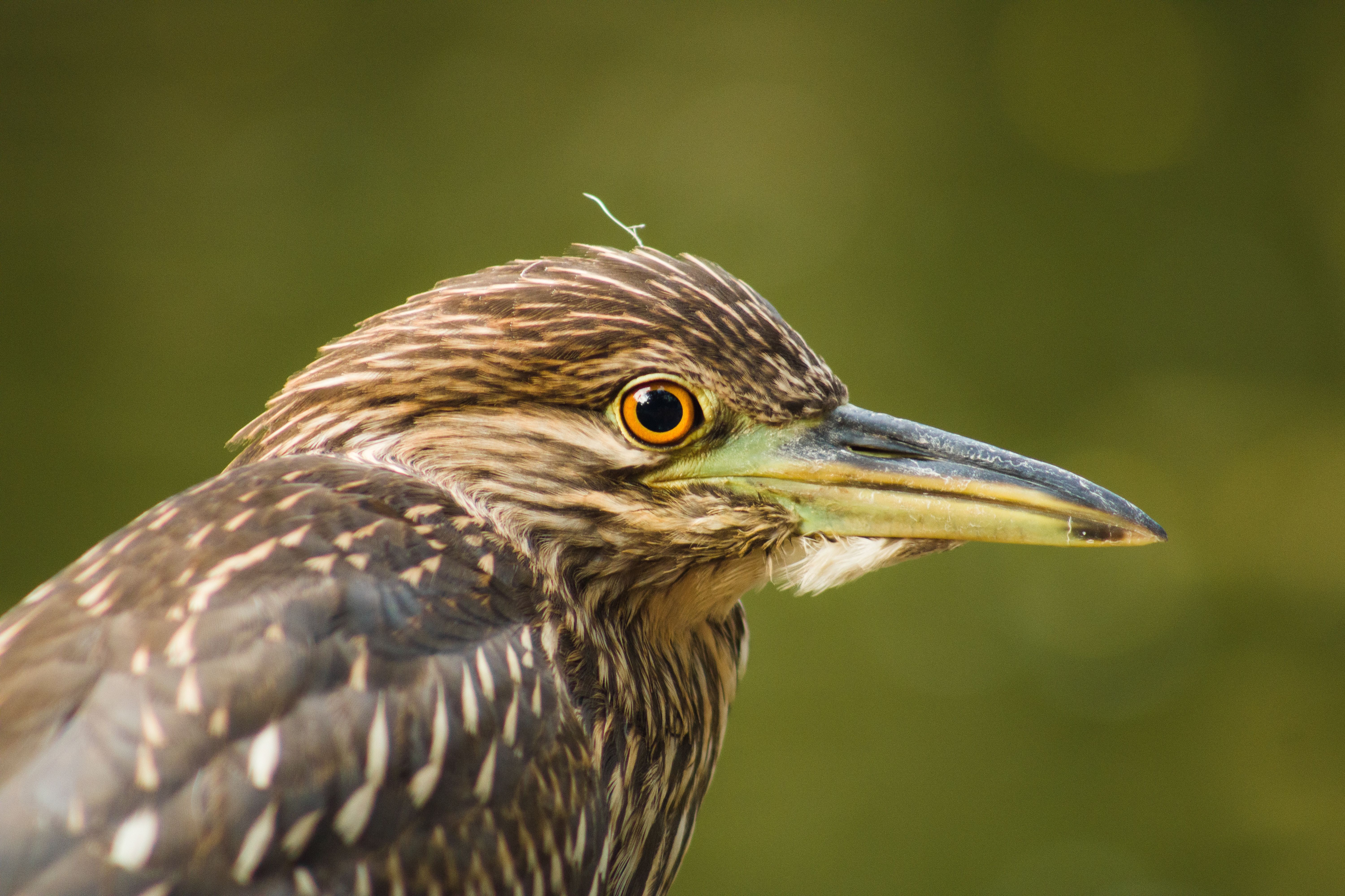 Close-up of a Black-Crowned Night Heron · Free Stock Photo