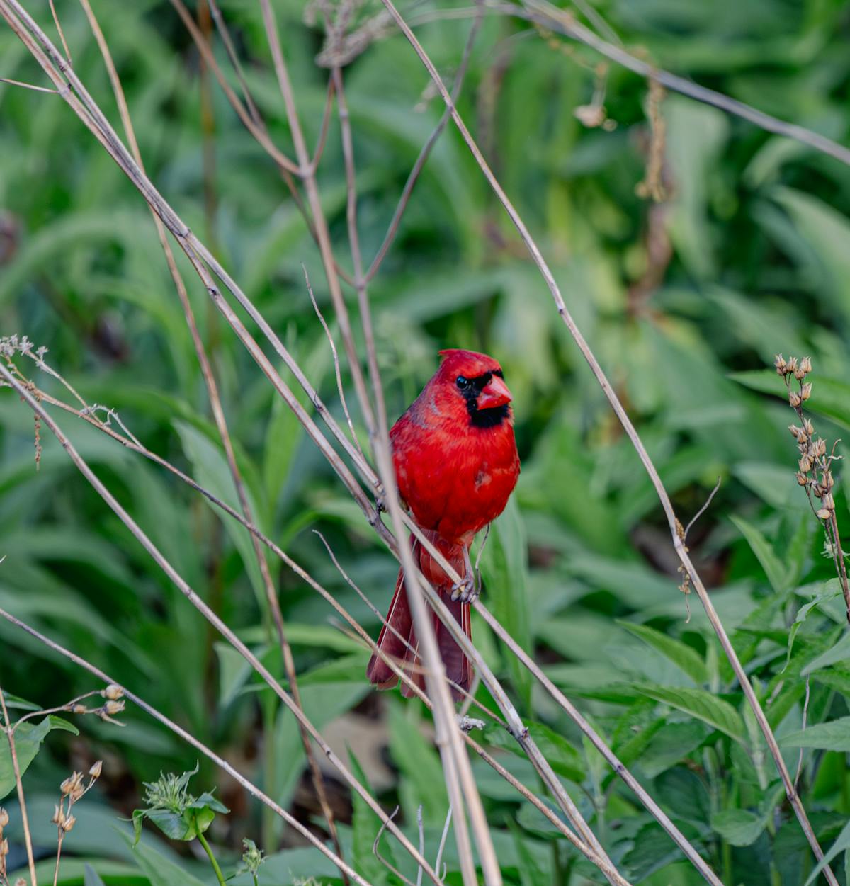 Cardinal Bird Photos, Download The BEST Free Cardinal Bird Stock Photos ...