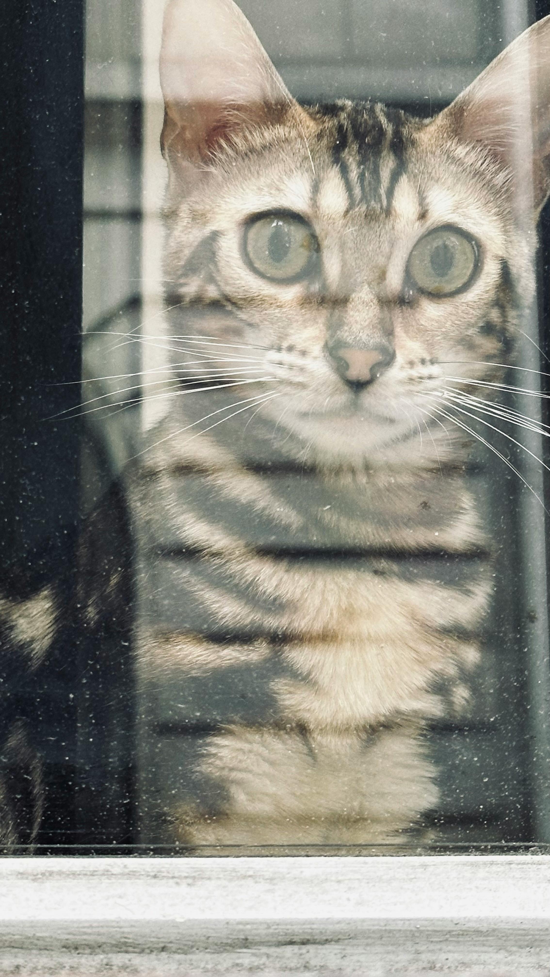 Cat At Window Photos, Download The BEST Free Cat At Window Stock Photos ...