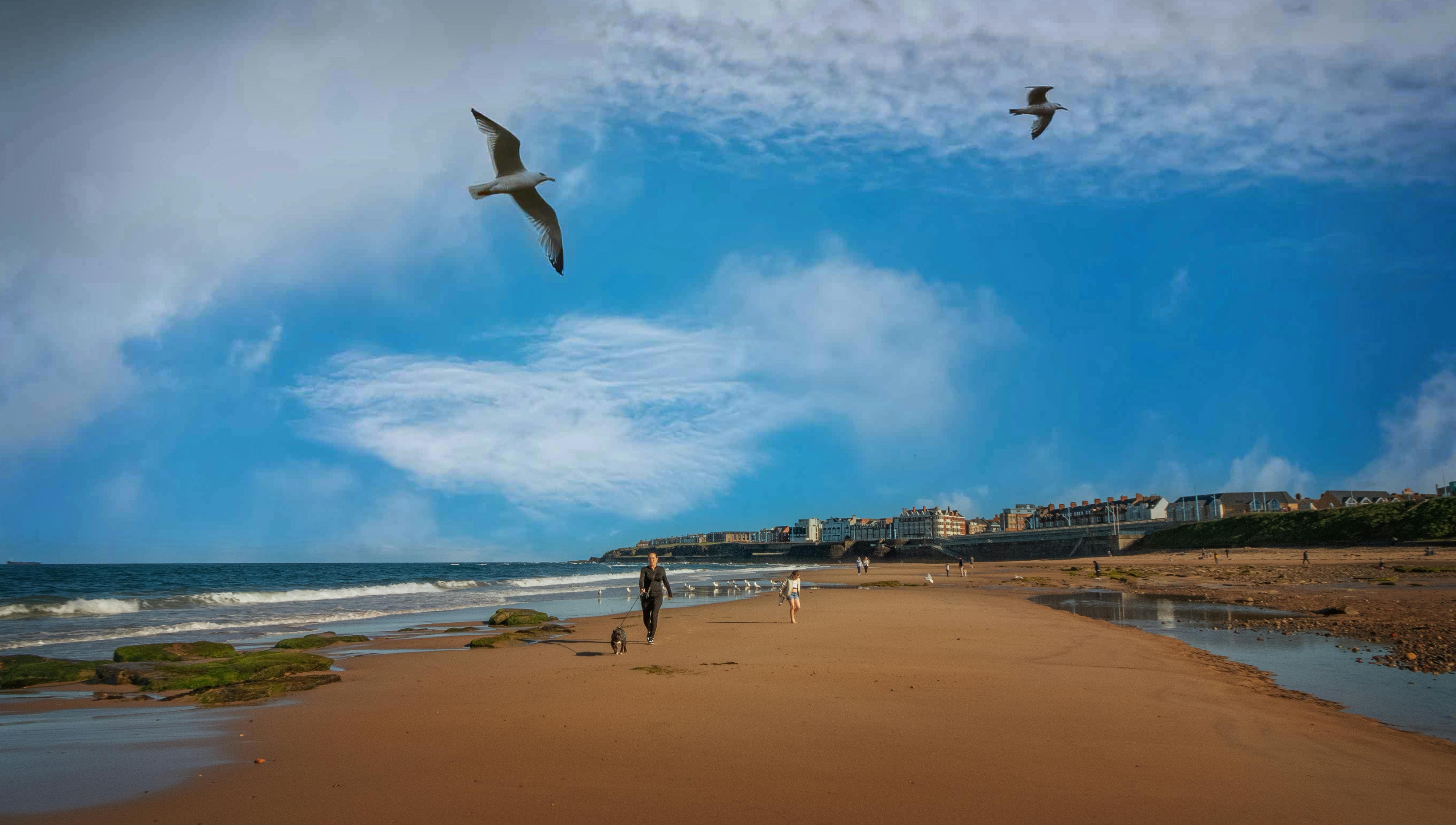 A person walking on a beach with birds flying overhead · Free Stock Photo