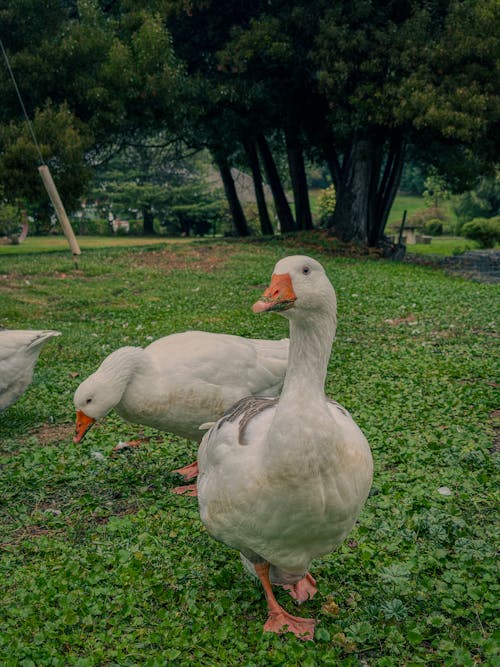 Pato Meme Photos, Download The BEST Free Pato Meme Stock Photos & HD Images Pato Meme Photos, Download The BEST Free Pato Meme Stock Photos & HD Images