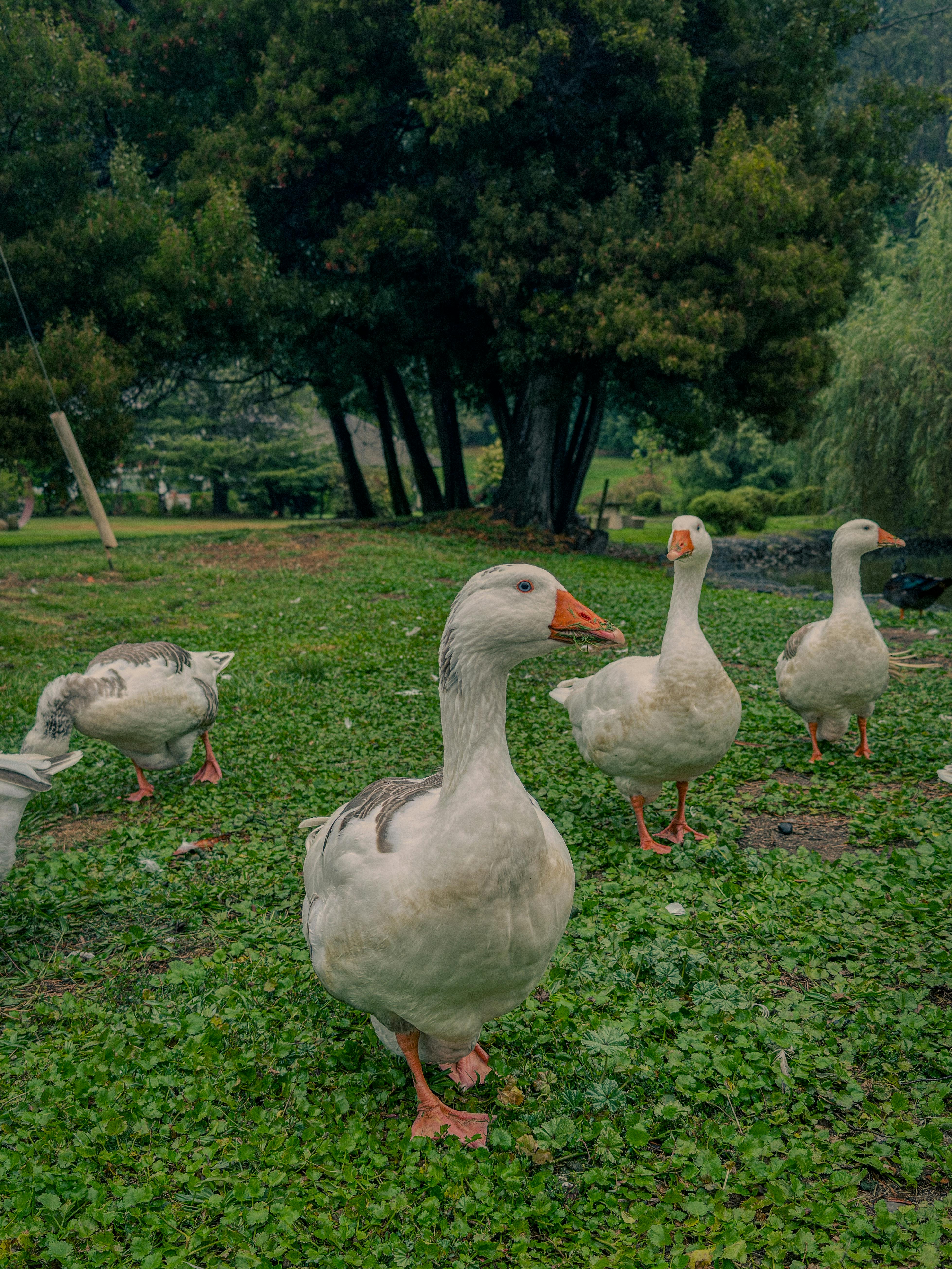 Tabelan Pato Photos, Download The BEST Free Tabelan Pato Stock Photos ...