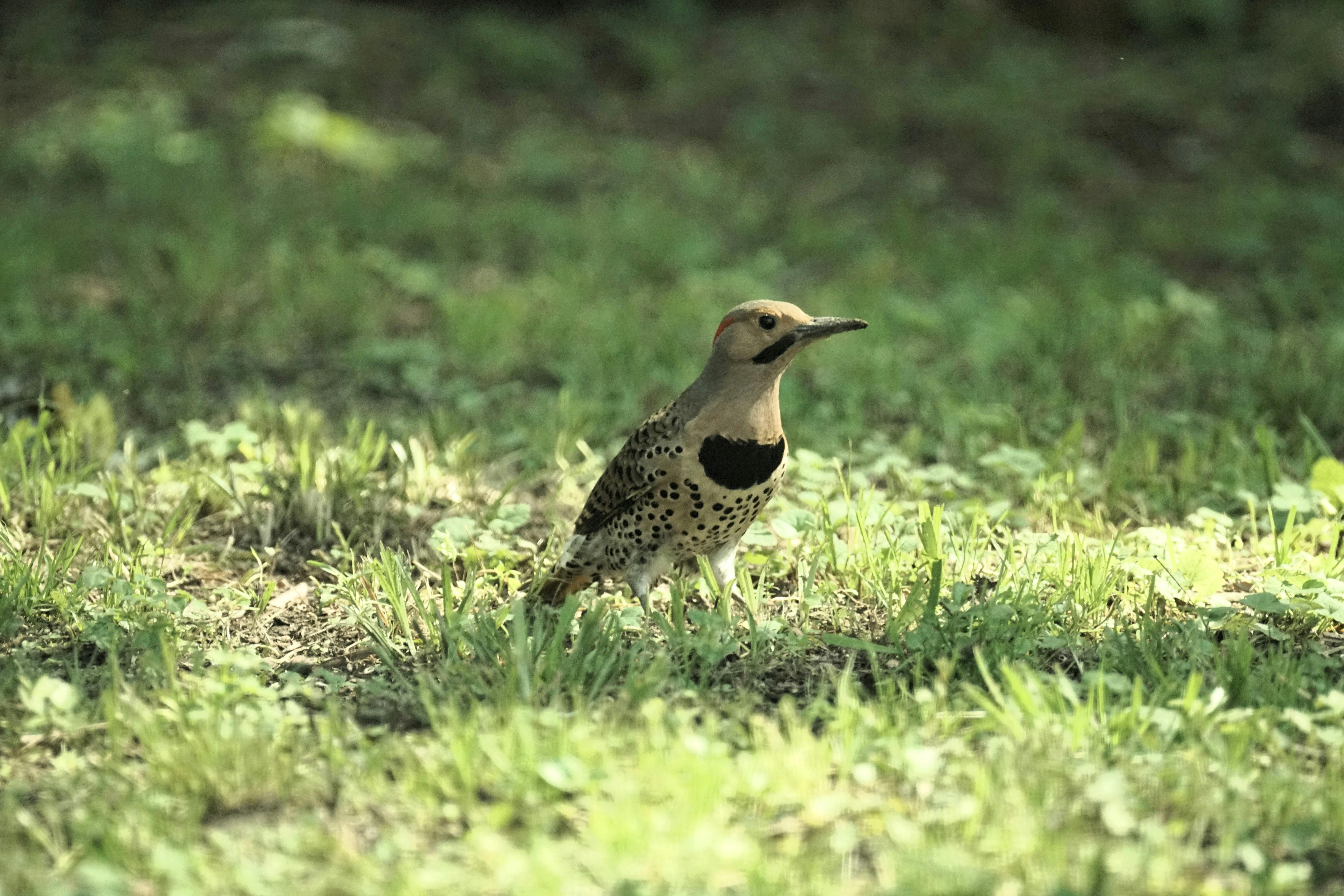 Selective Focus of Northern Flicker on Grass · Free Stock Photo