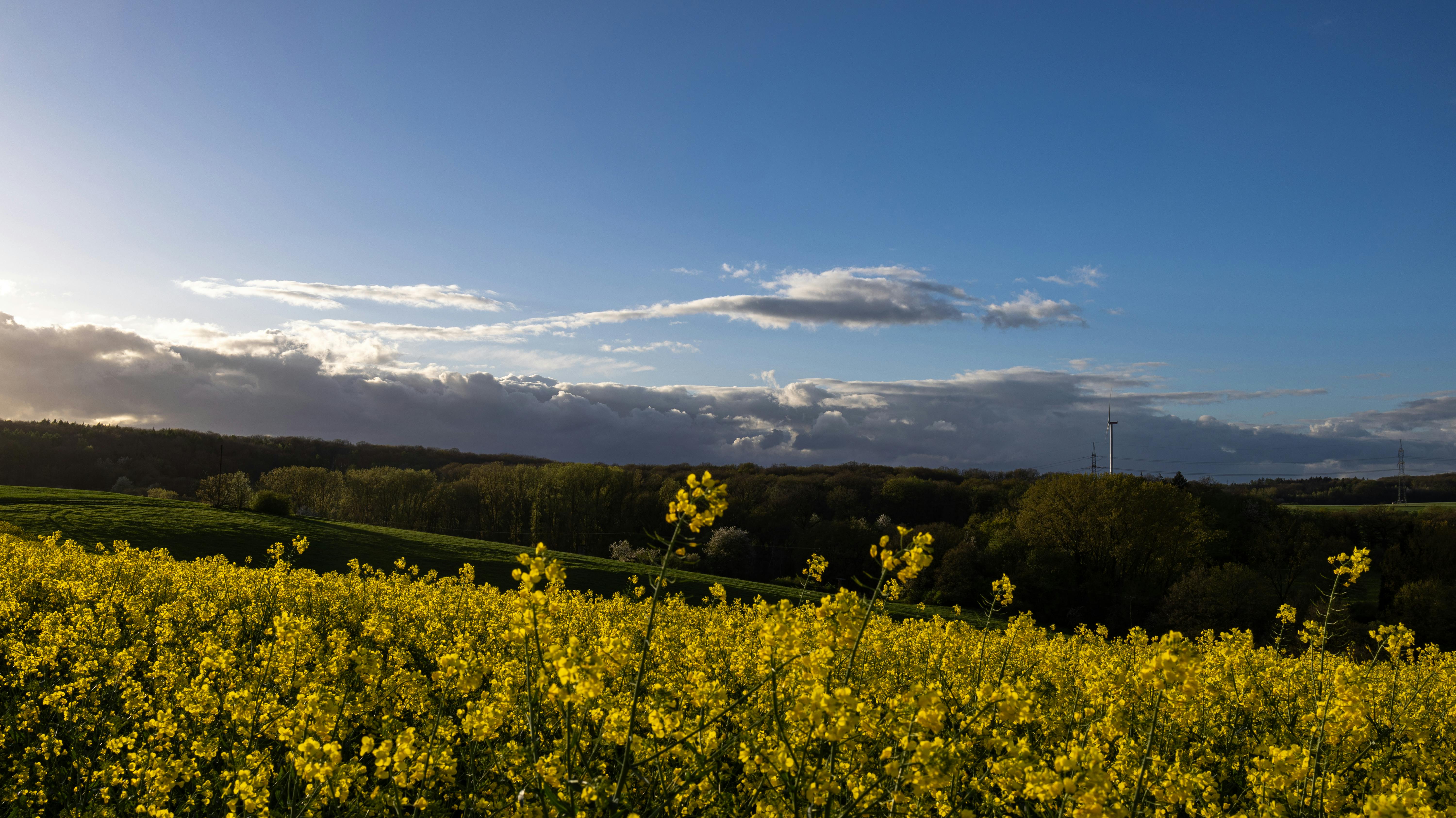 Frank Linsler - Fotografía