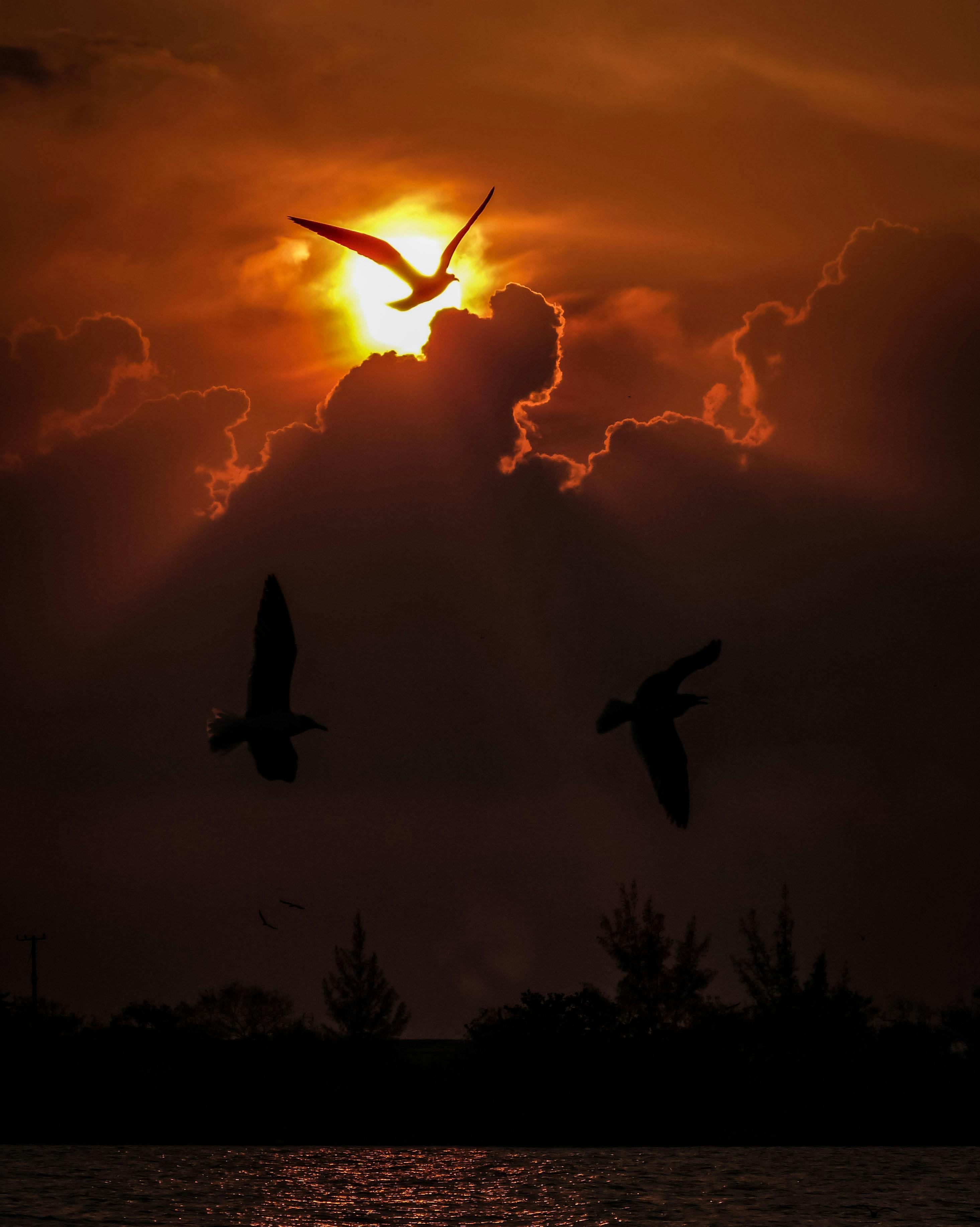 Birds Flying at Sunset · Free Stock Photo