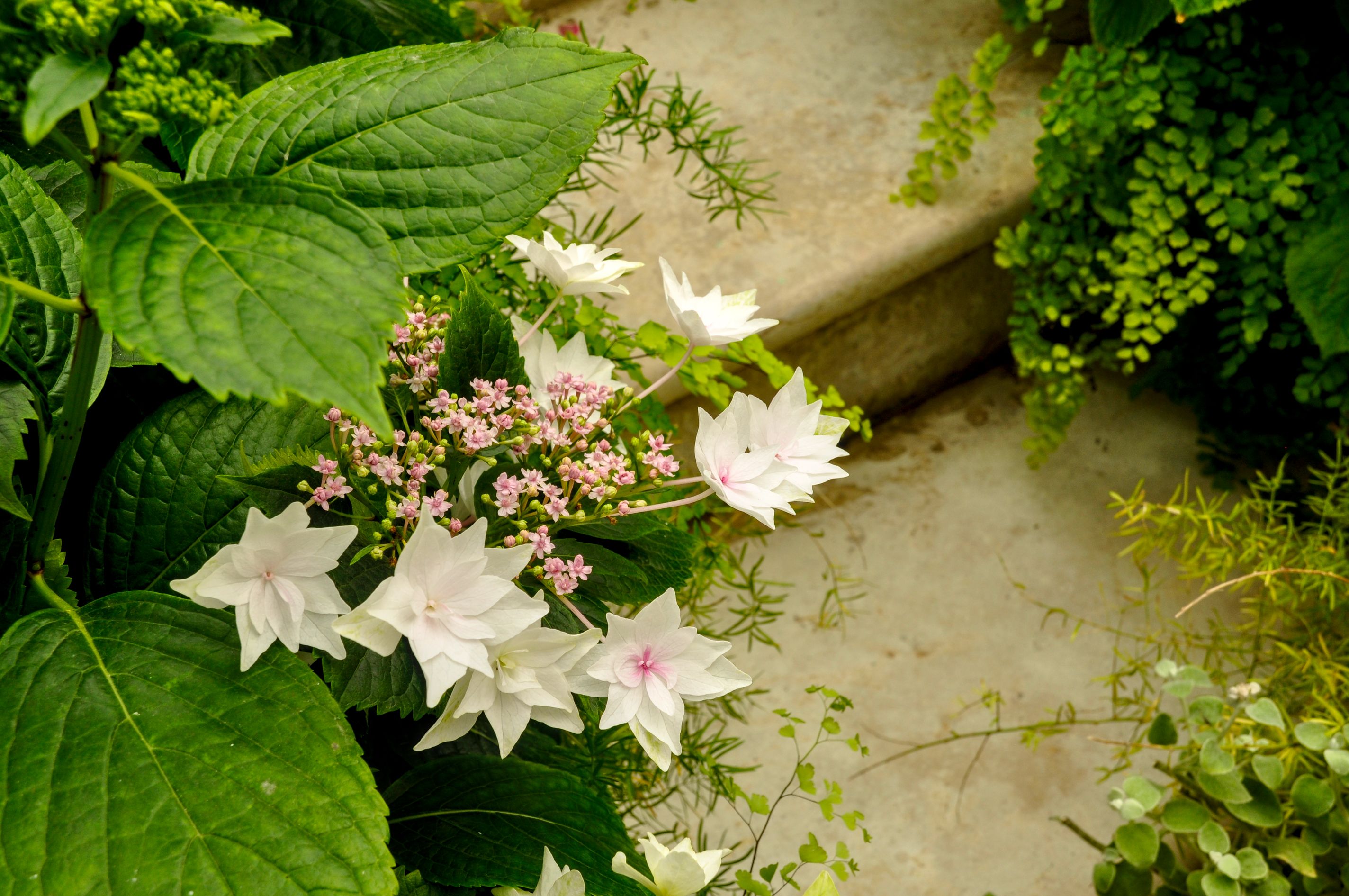 Flowers on Stairs · Free Stock Photo