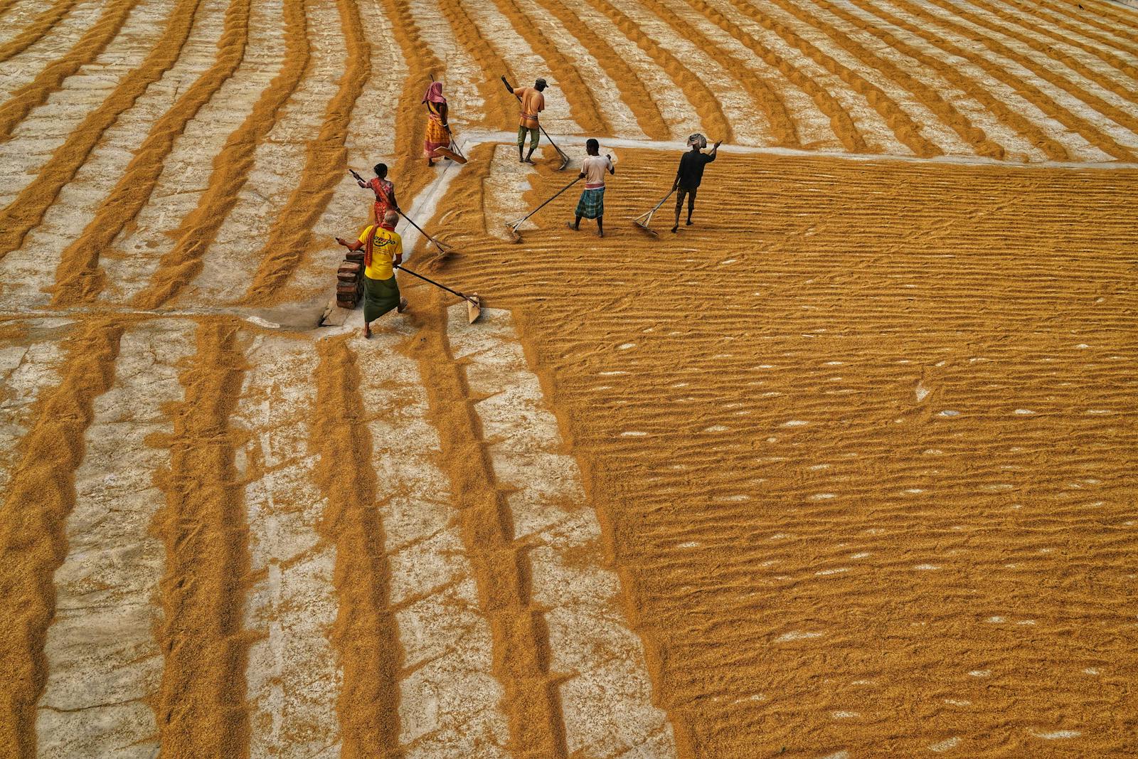 Rice Images Photos, Download The BEST Free Rice Images Stock Photos ...