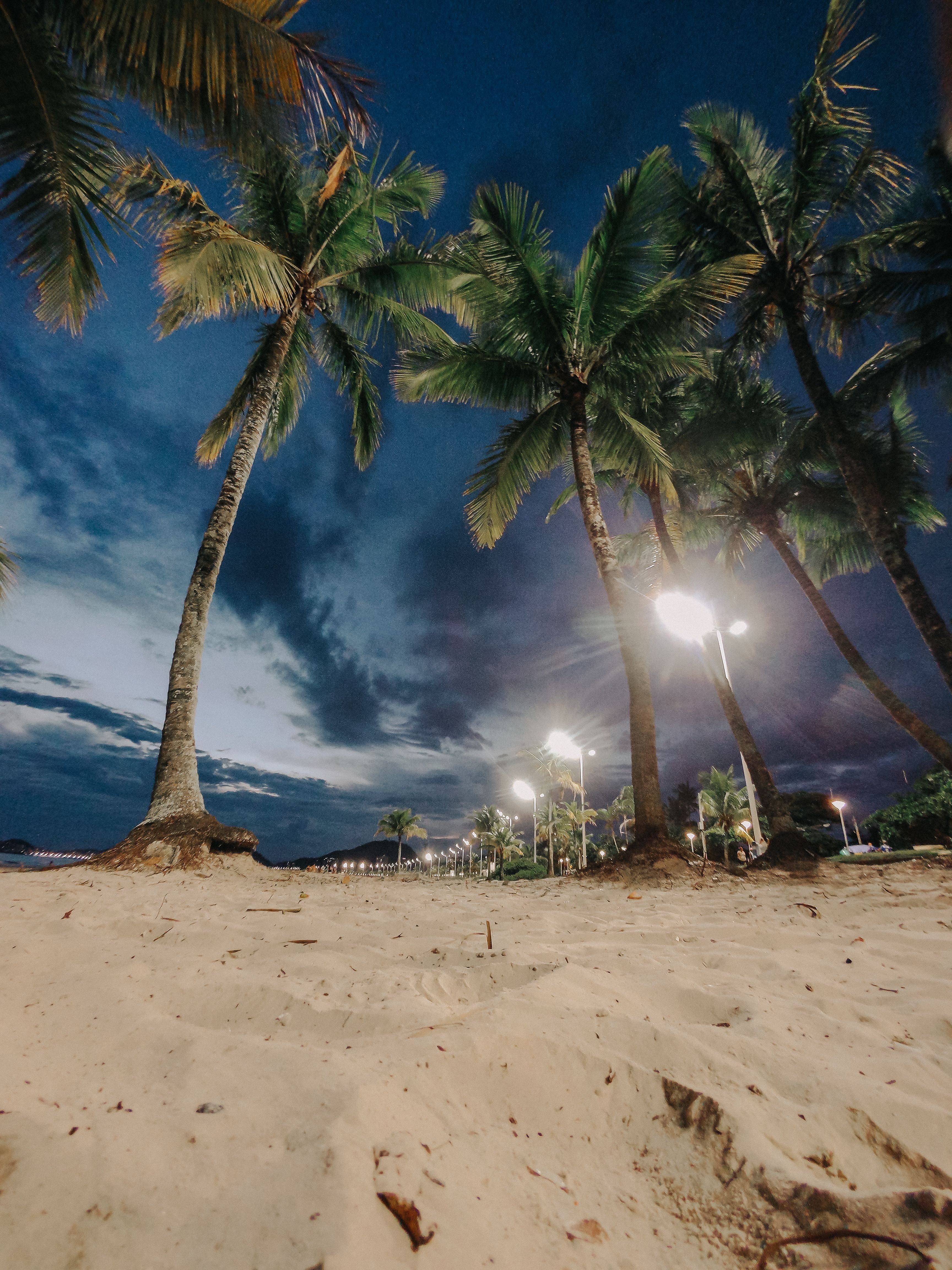 Palm Trees on Beach in Evening · Free Stock Photo
