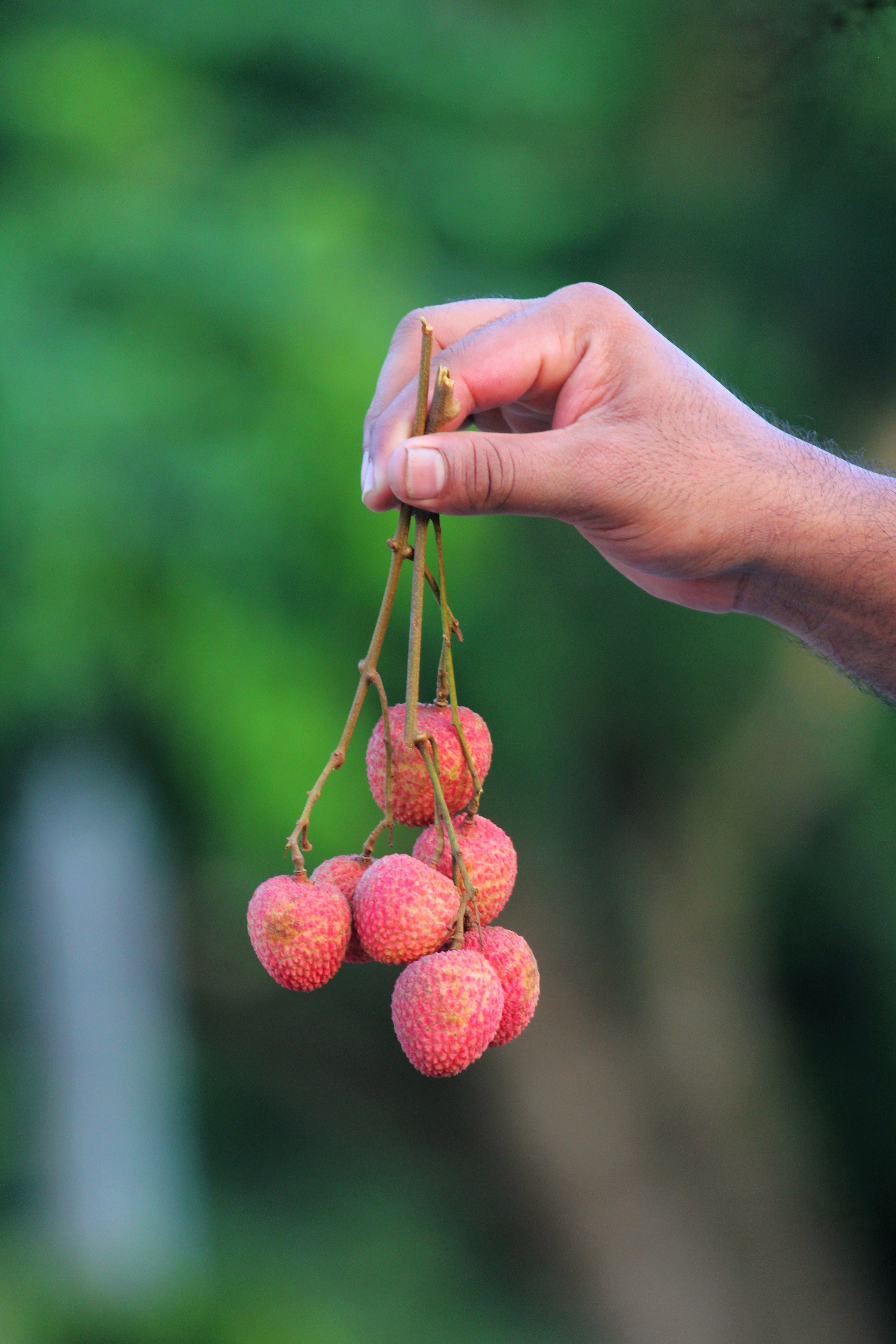 Fruit Bangladesh Photos, Download The BEST Free Fruit Bangladesh Stock ...