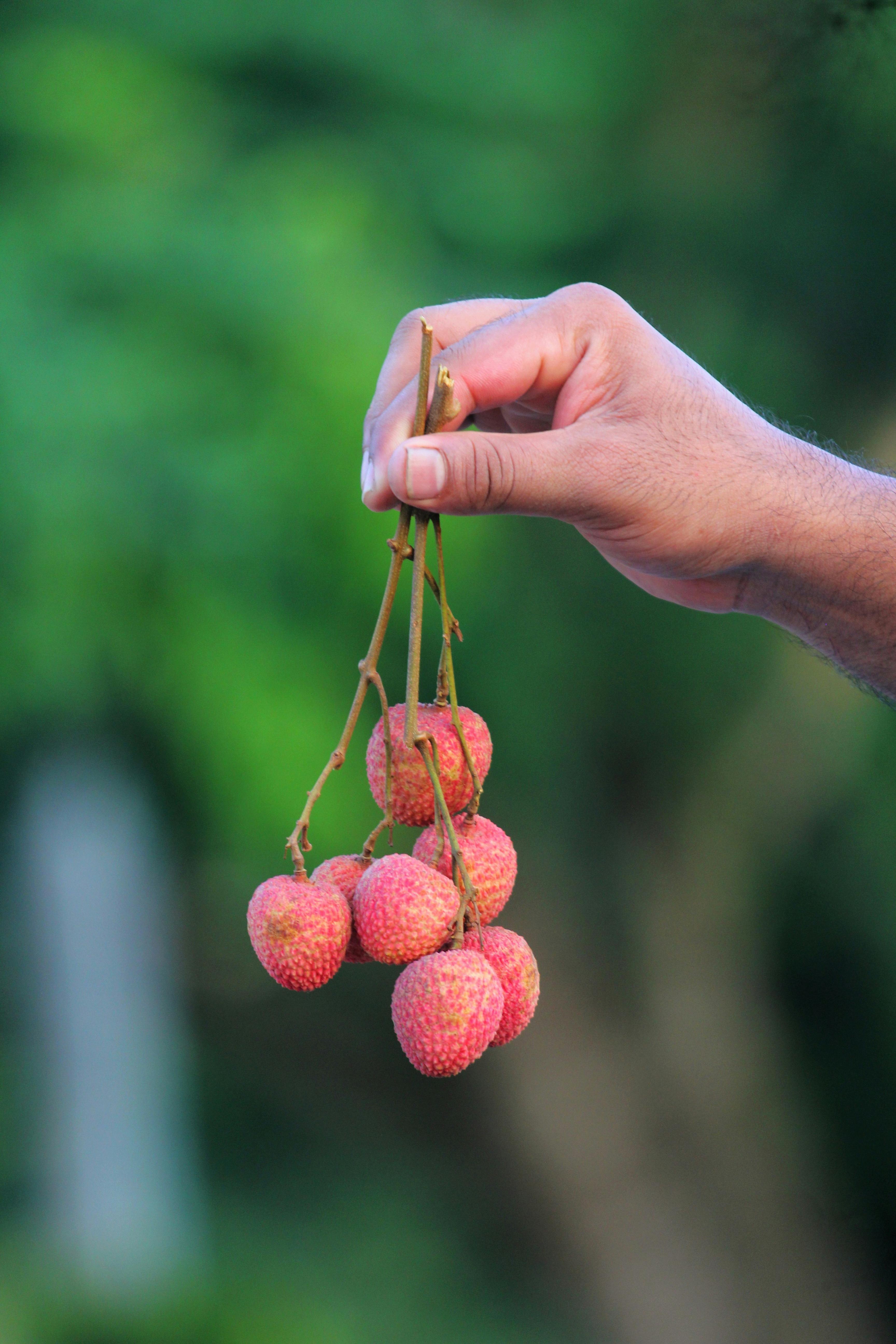 Close-up of a Person Holding a Bunch of Lychees · Free Stock Photo