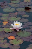 Free Stock Photos, Royalty Free Stock Images & Copyright Free Pictures ...