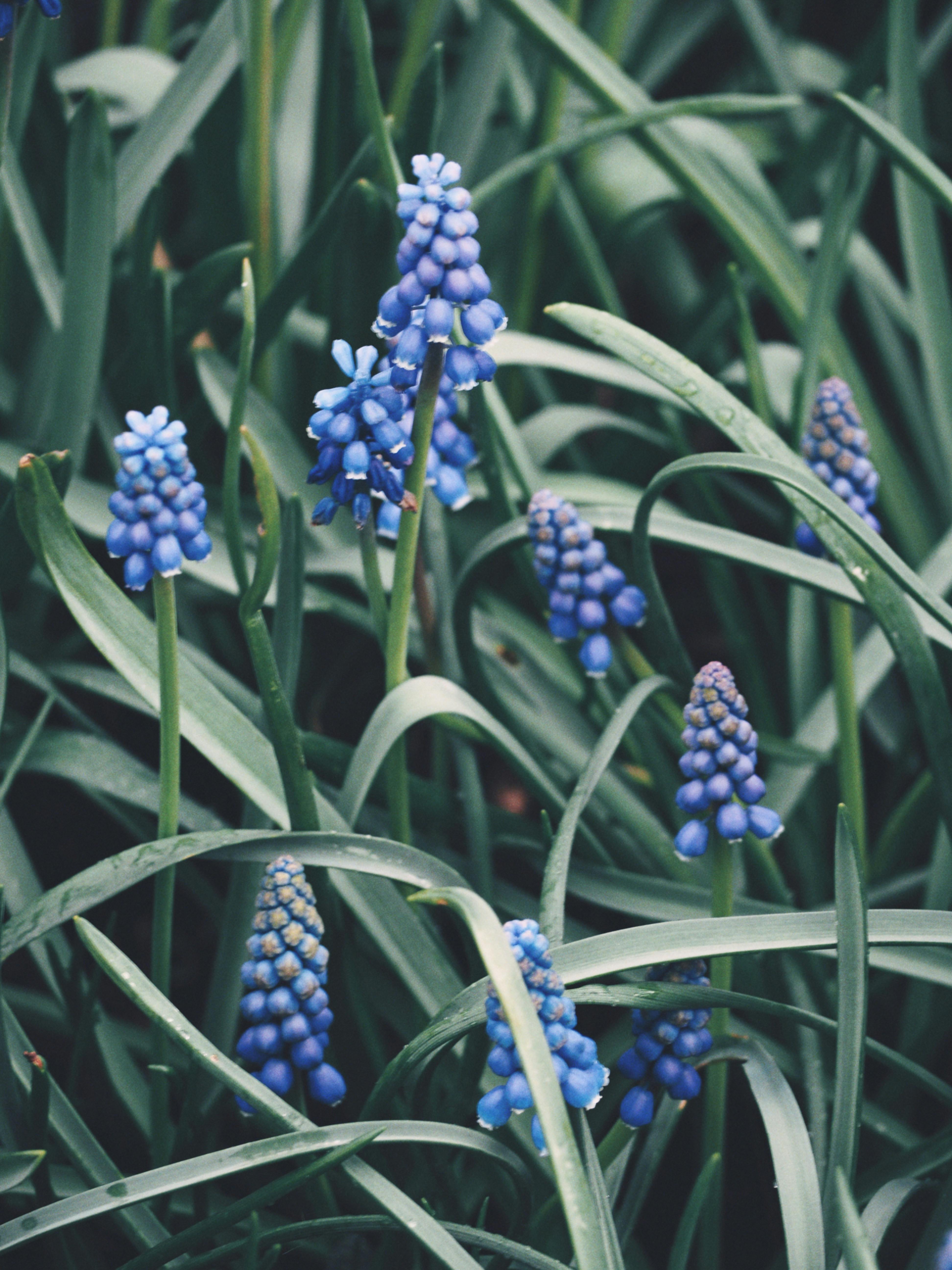 Grass Feild Blue Photos, Download The BEST Free Grass Feild Blue Stock ...