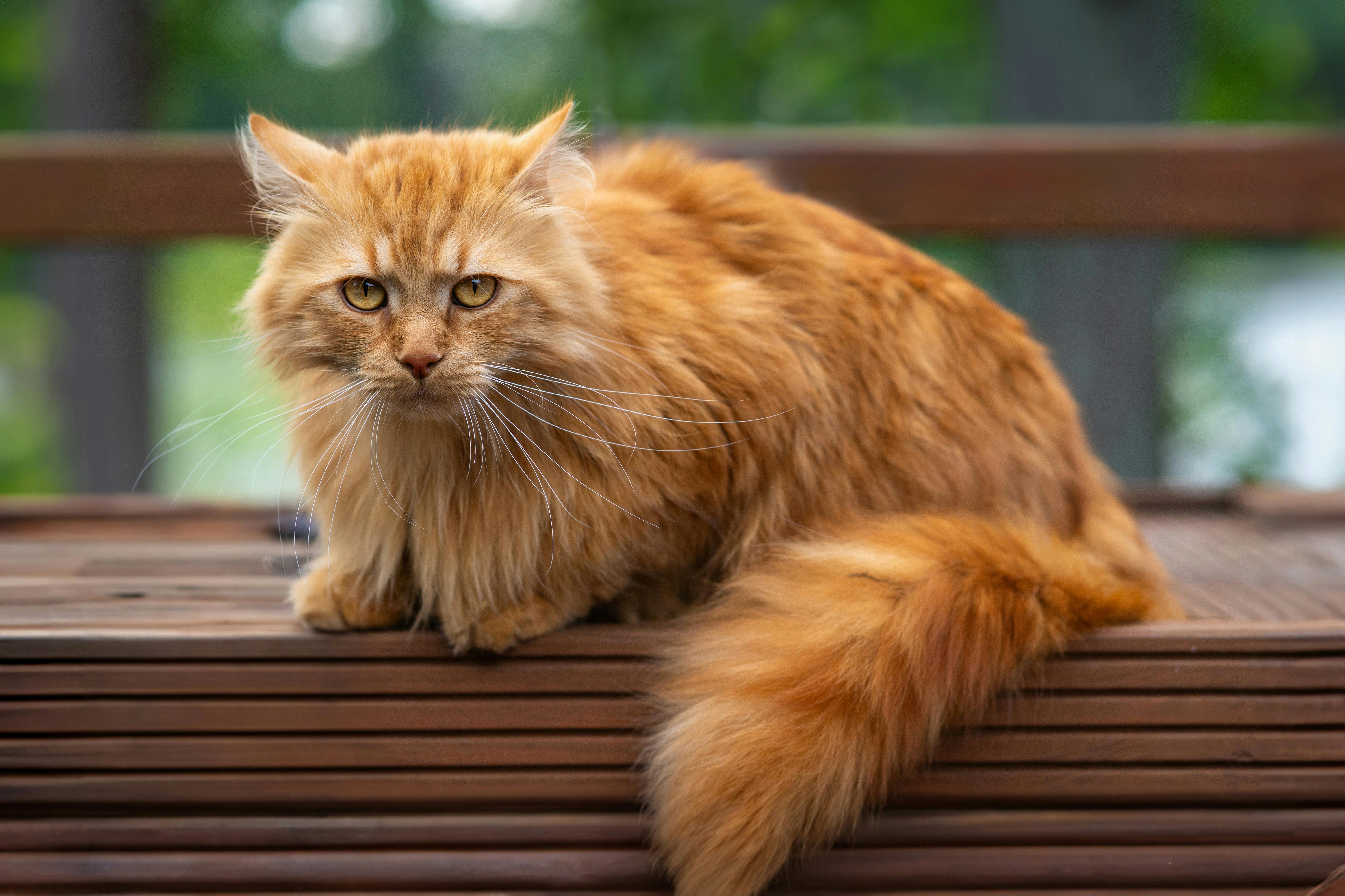 Ginger Car Sitting on a Wooden Bench · Free Stock Photo