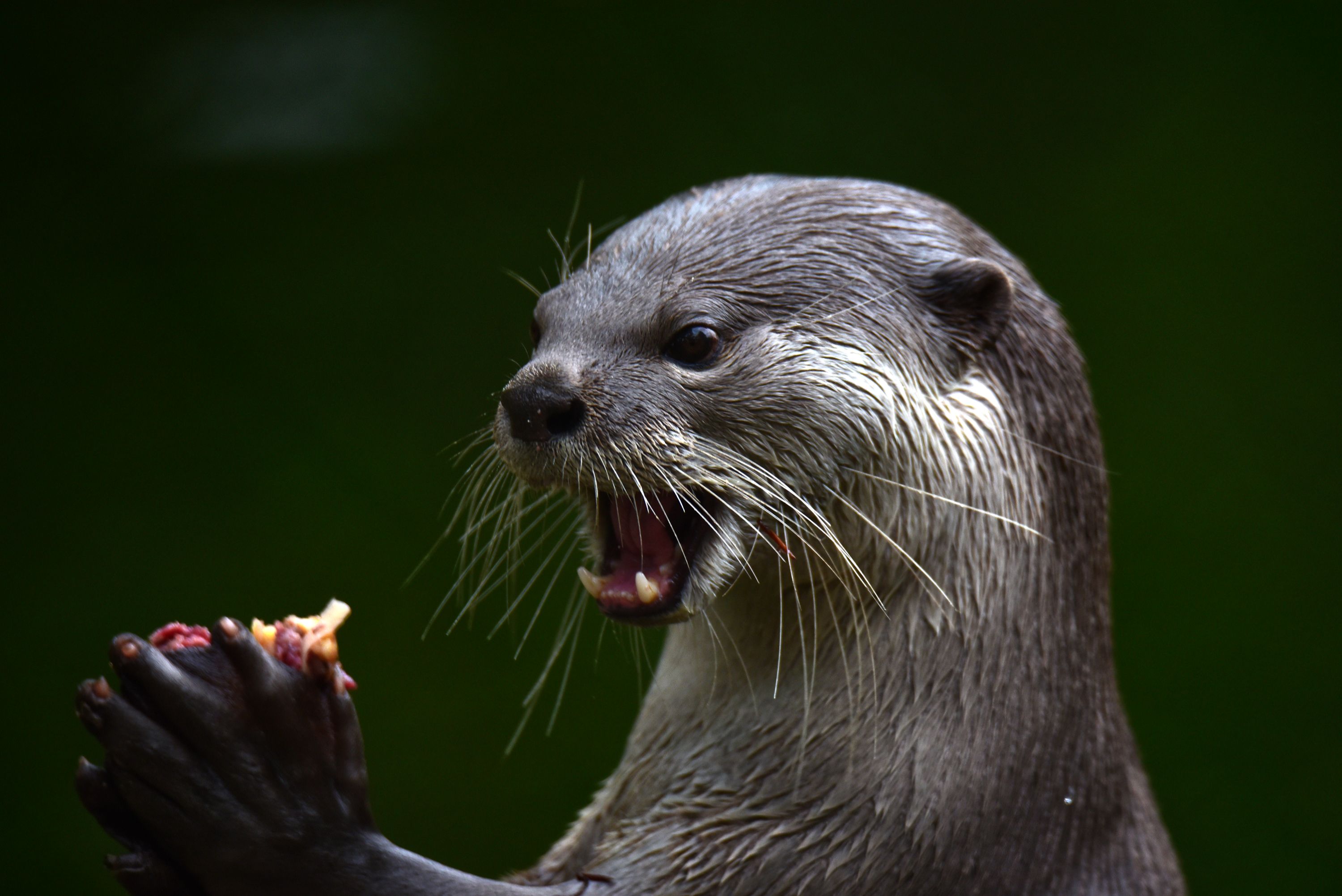 Otter Snacks · Free Stock Photo