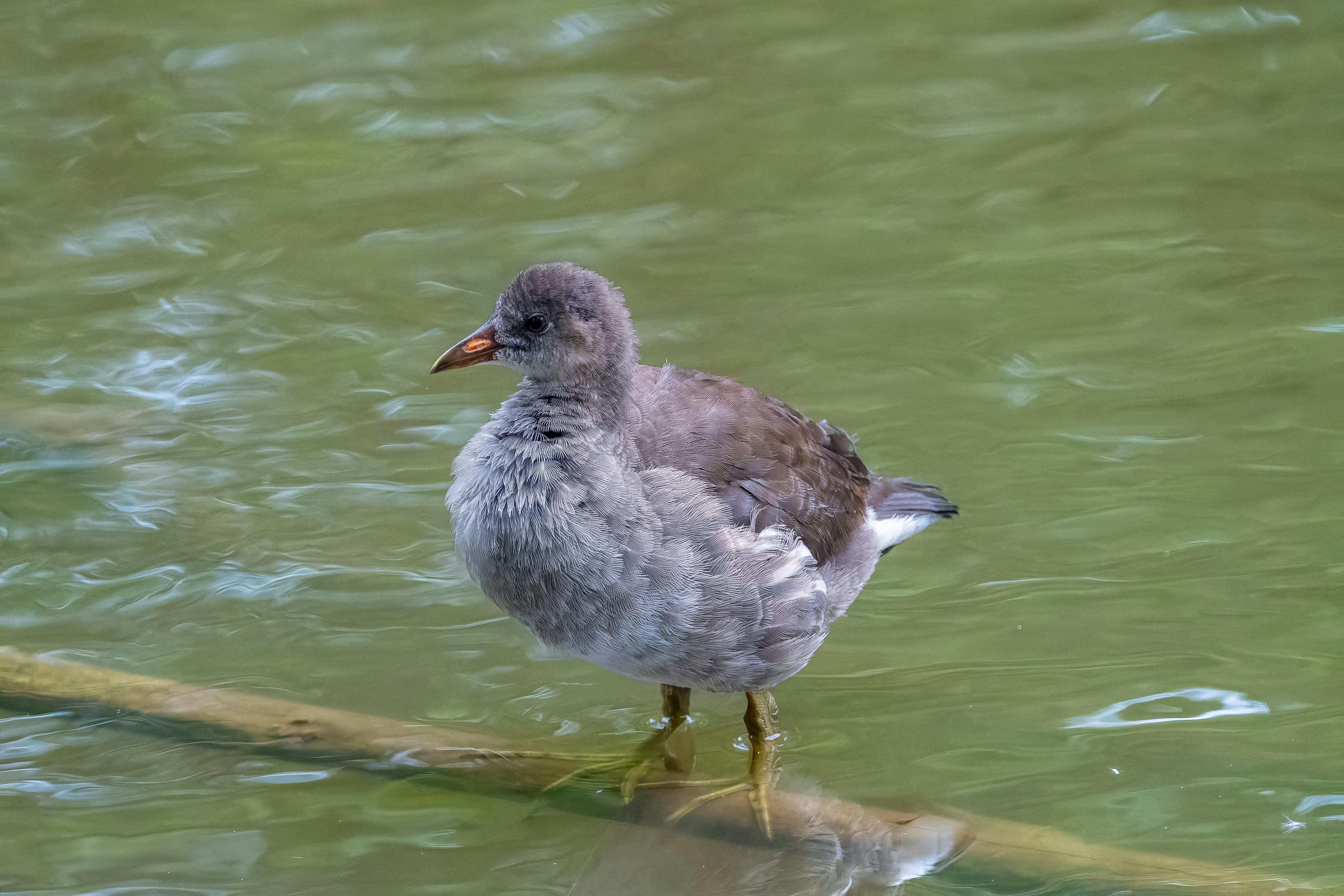 Wikimedia Commons Photos, Download The BEST Free Wikimedia Commons ...