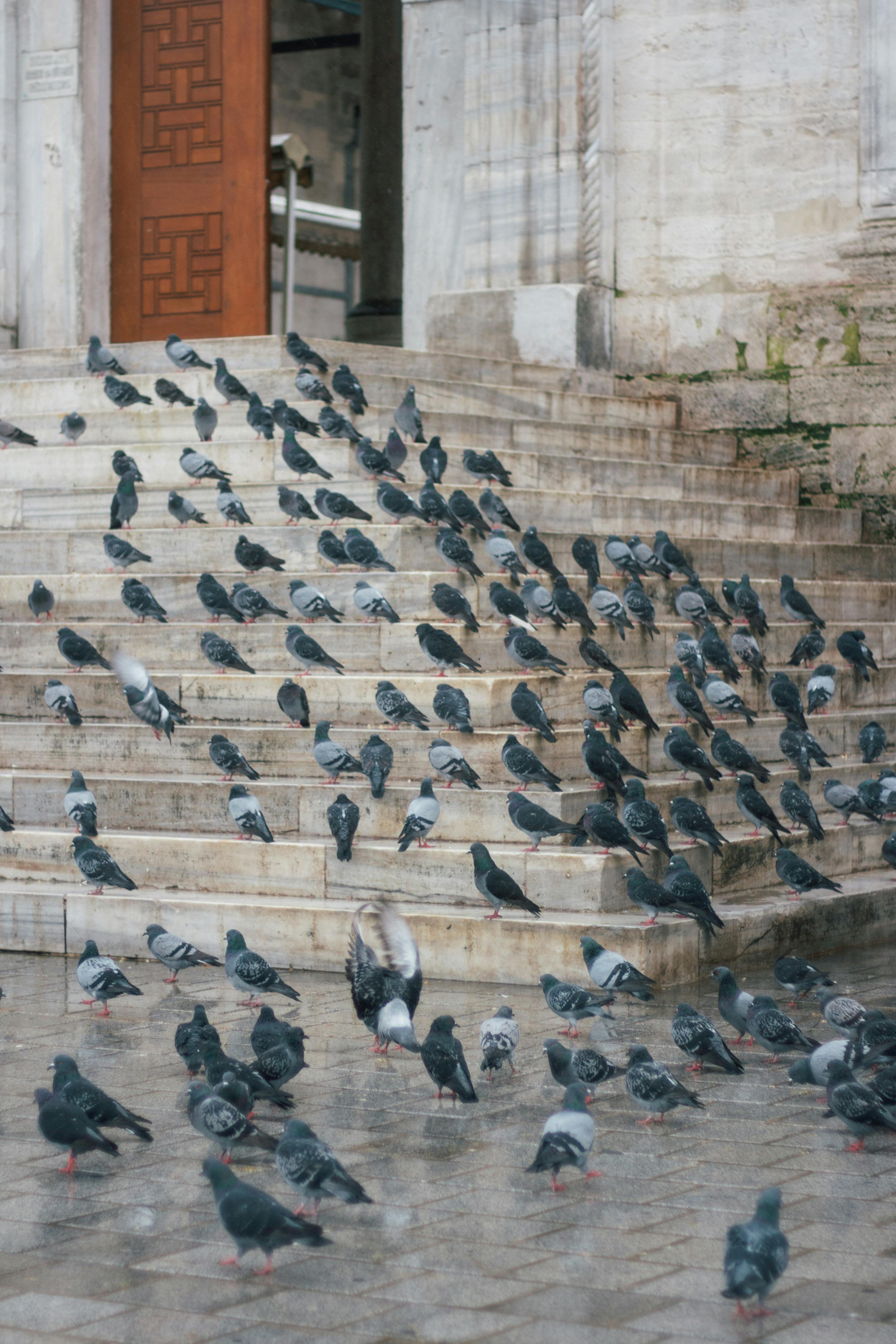 Pigeons on the Stairs · Free Stock Photo