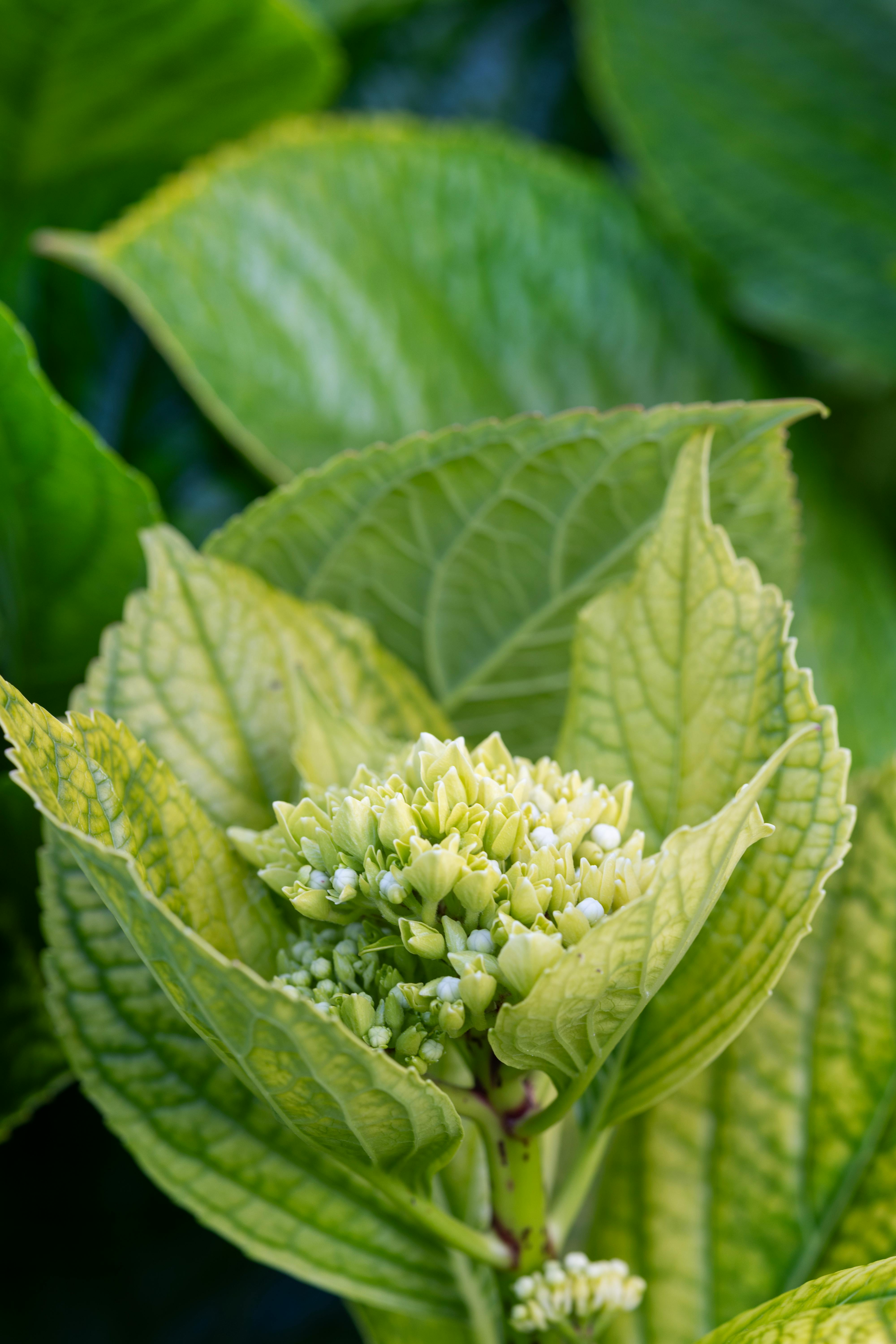 Bud Stages Photos, Download The BEST Free Bud Stages Stock Photos & HD ...