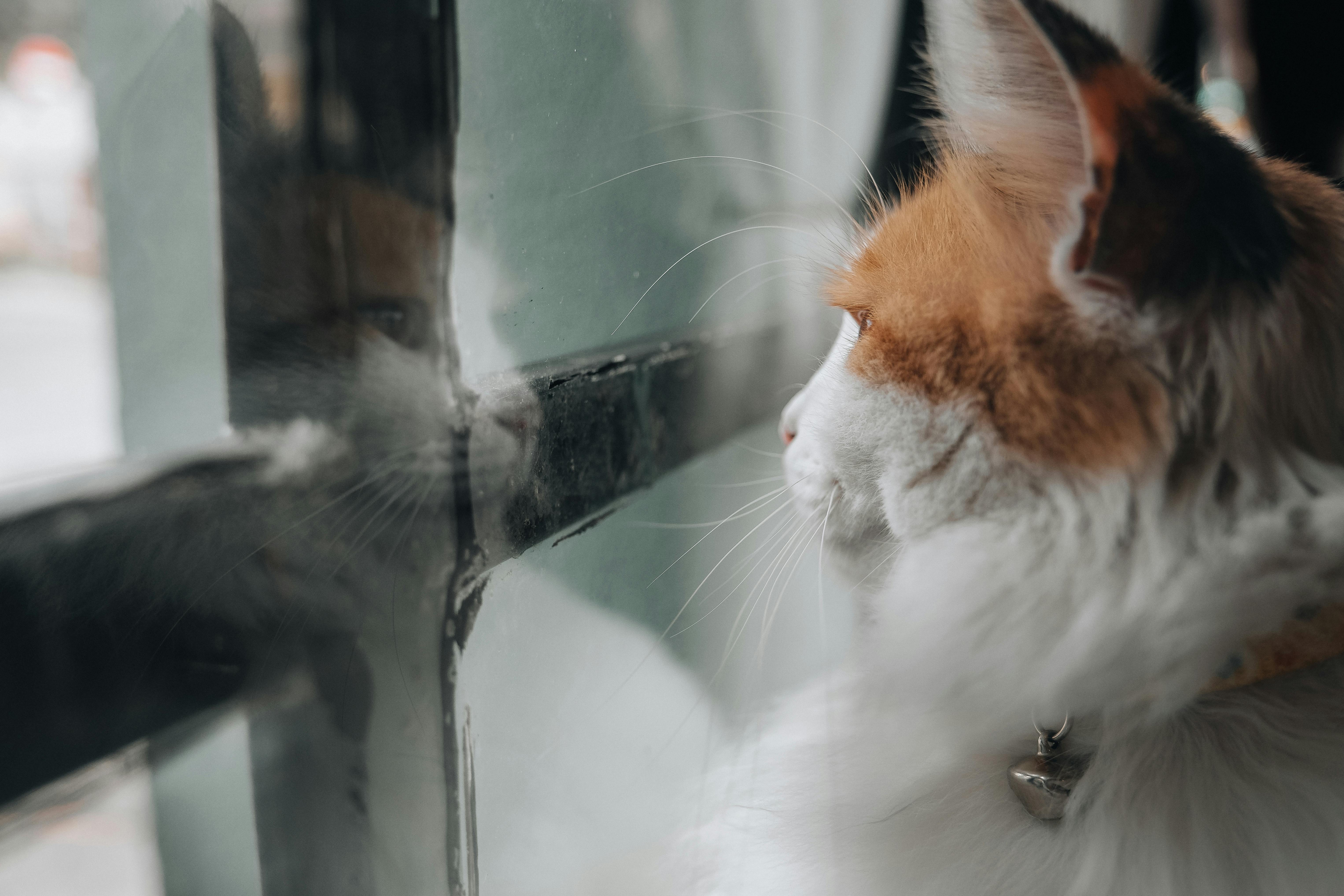 Hello Kitty Photos, Download The BEST Free Hello Kitty Stock Photos ...