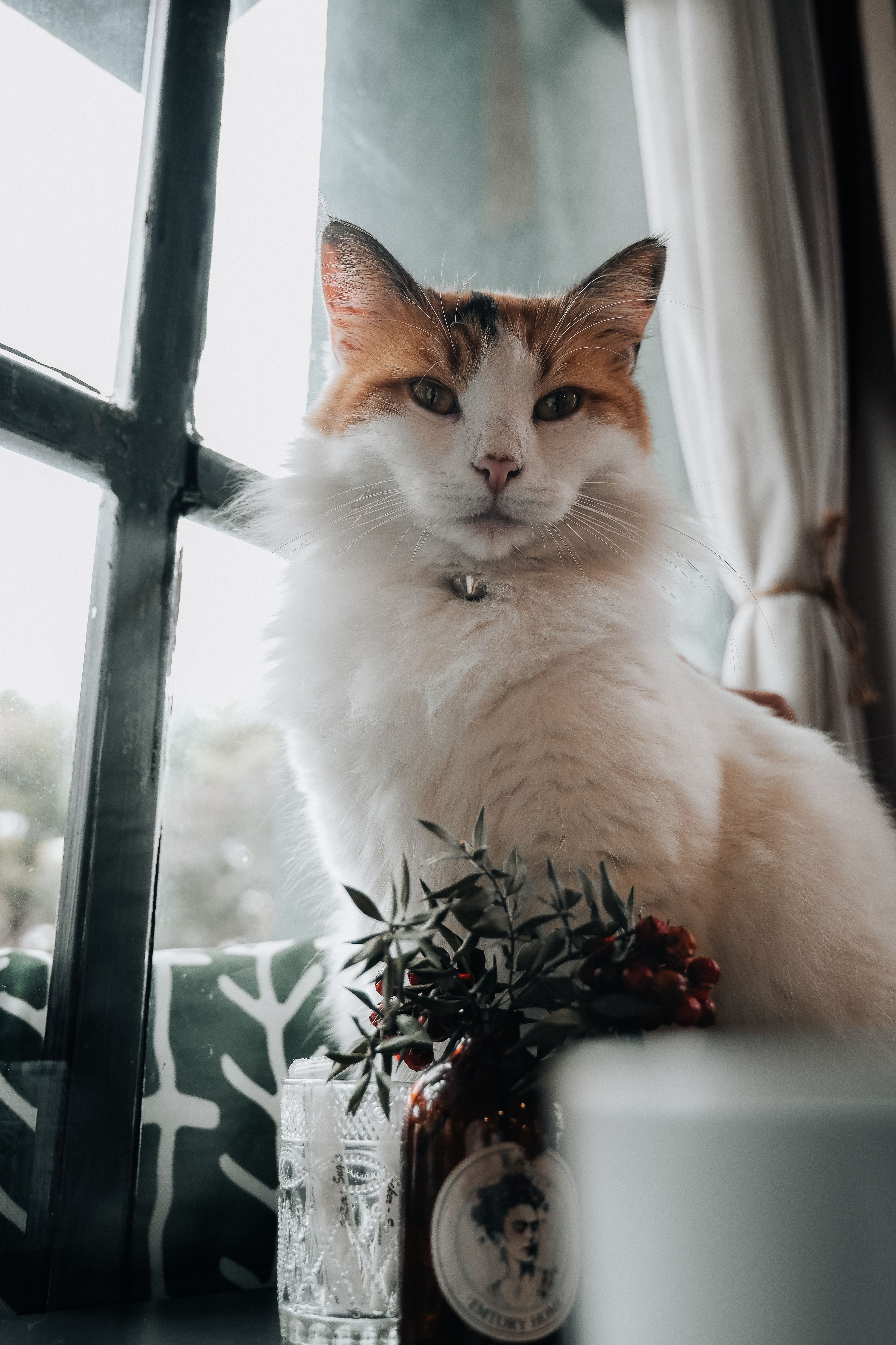 Cat Sitting near Window · Free Stock Photo