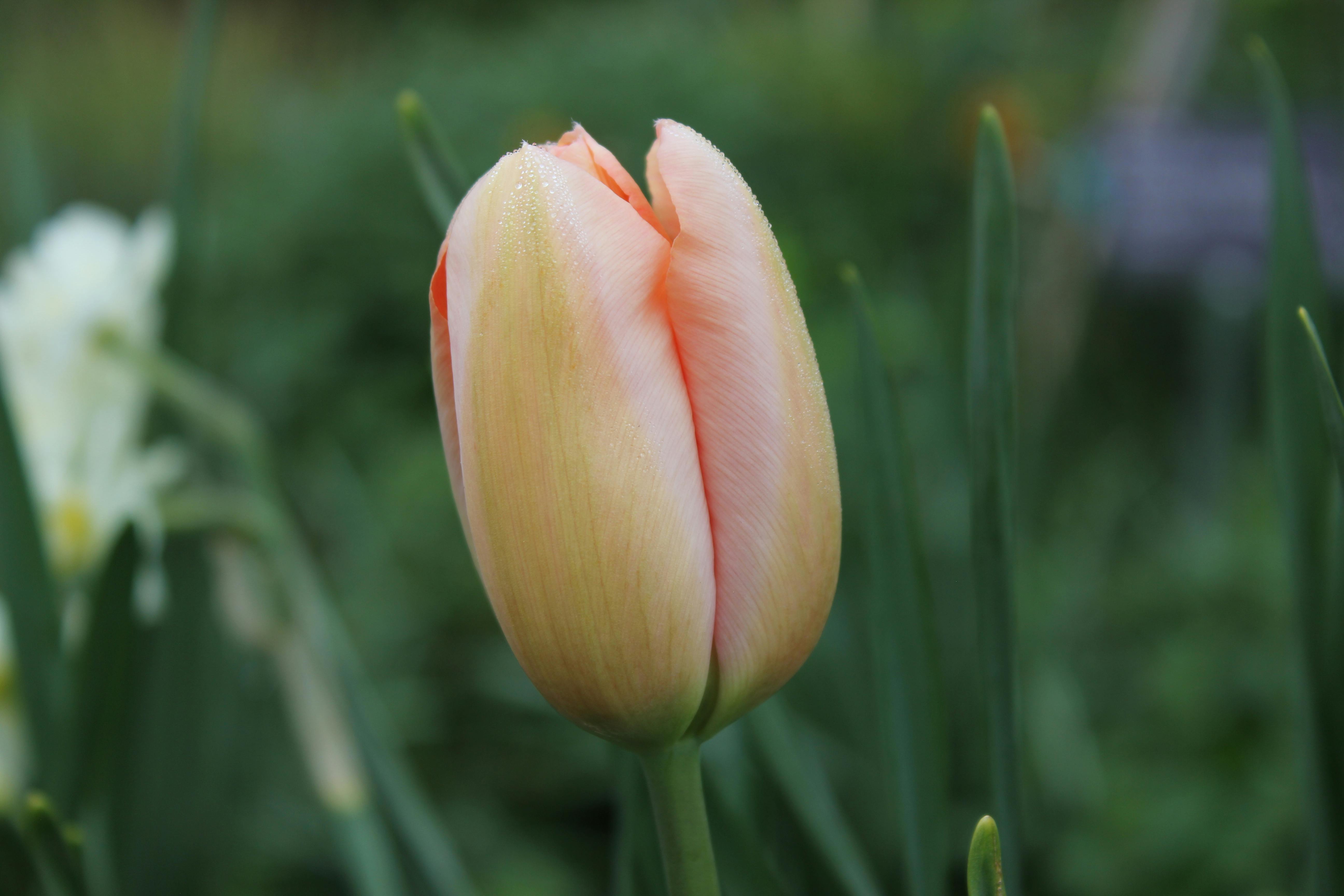 Tulip Rasi Photos, Download The BEST Free Tulip Rasi Stock Photos & HD ...