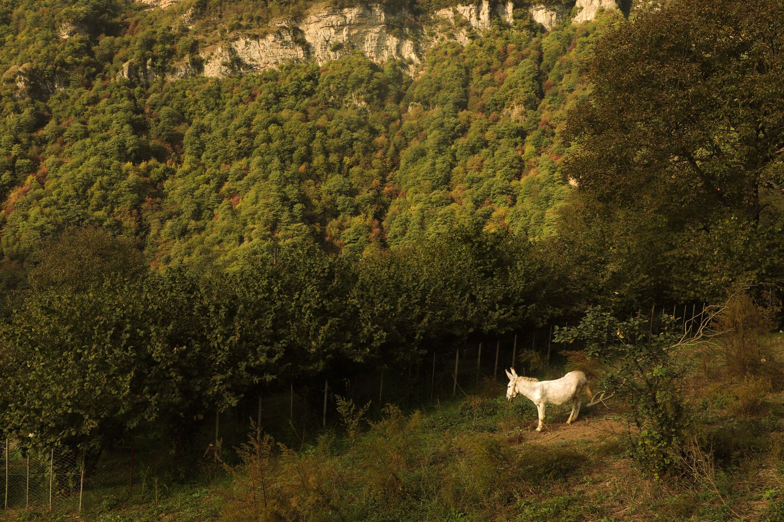 Forest Animal Photos, Download The BEST Free Forest Animal Stock Photos ...