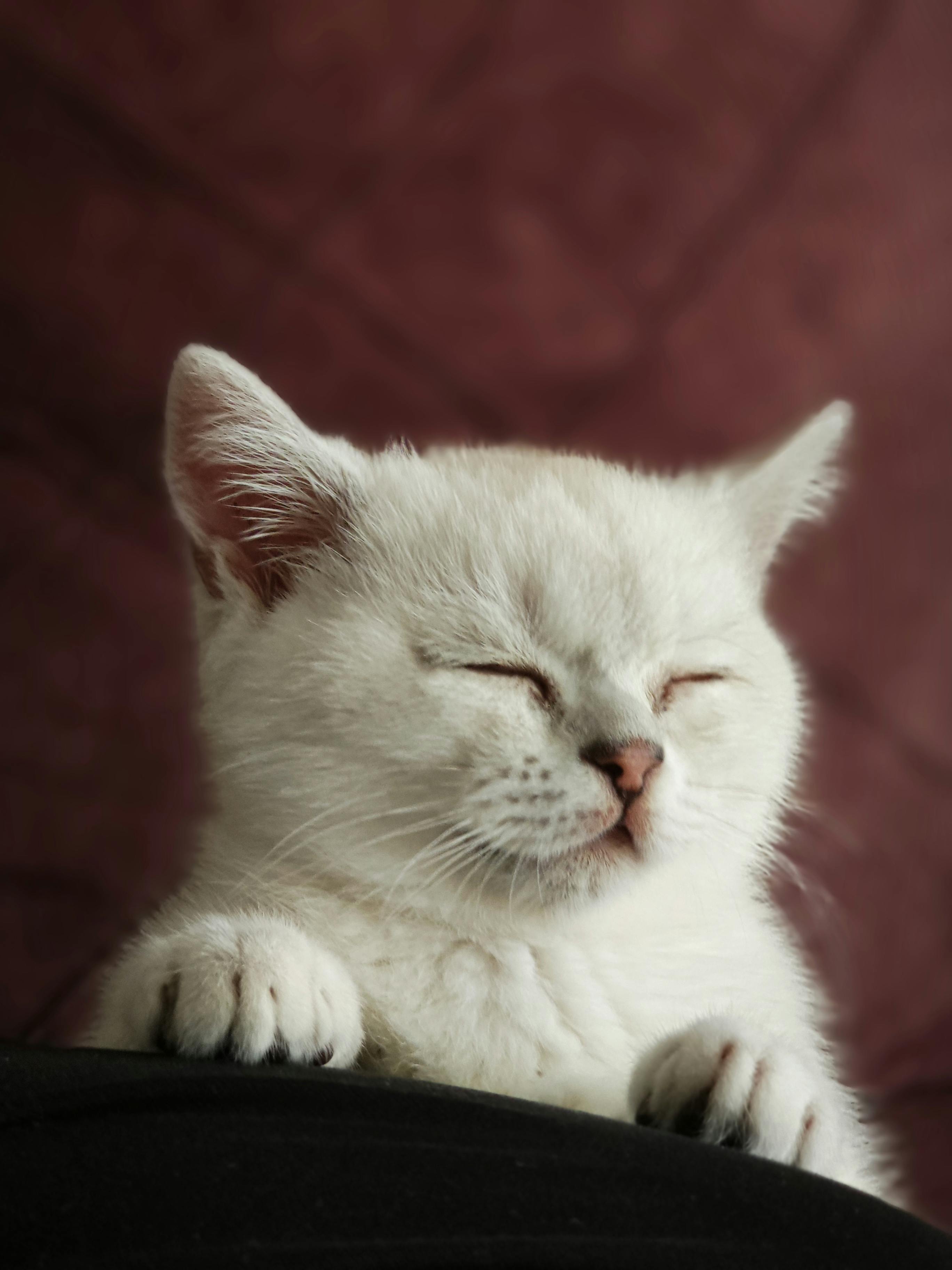 Uyuyan kedi · Free Stock Photo