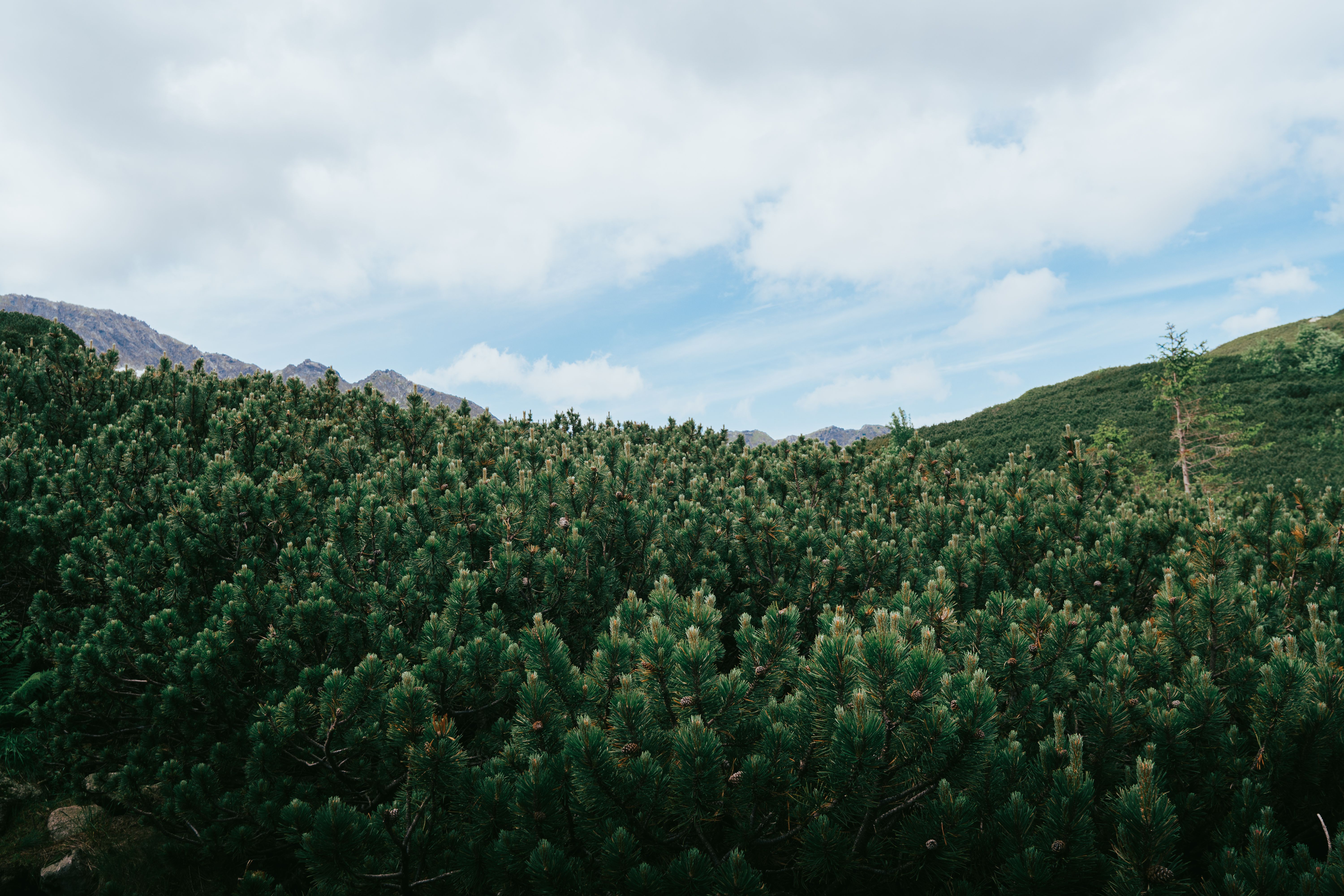 Deep, Evergreen Forest · Free Stock Photo