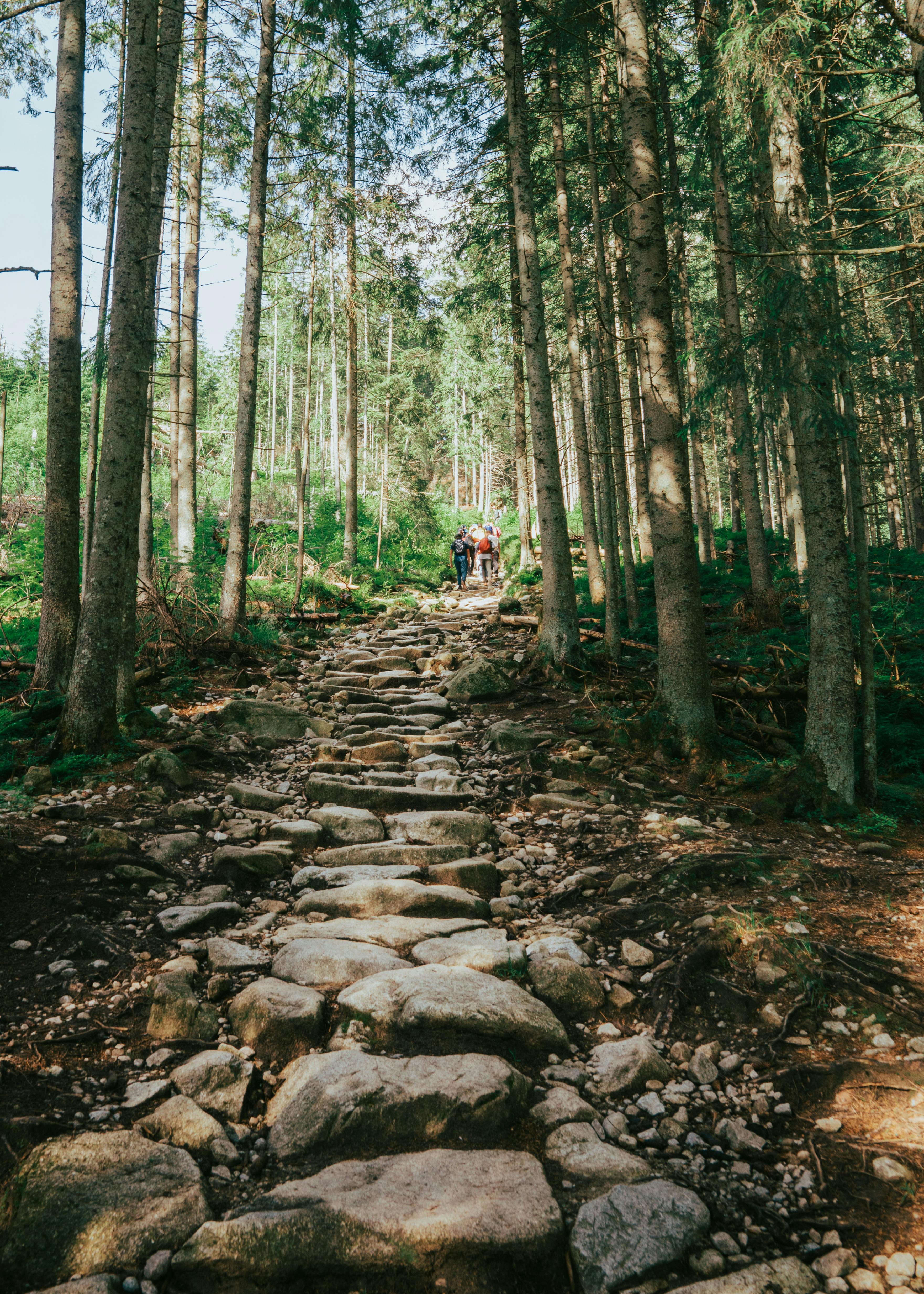 Stone Trail in Forest · Free Stock Photo