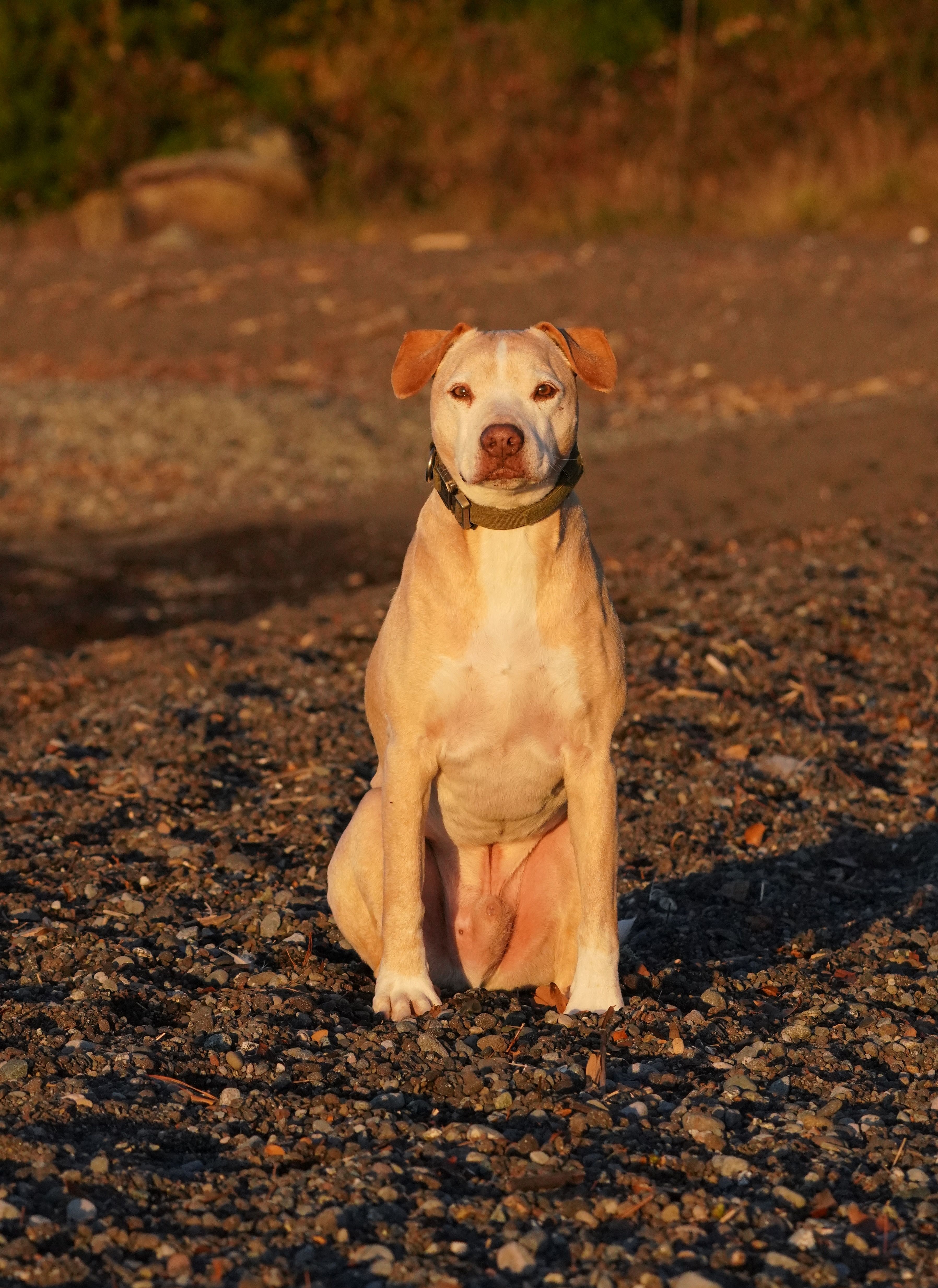 Pit Bull Terrier Dog Sitting on Ground at Sunset · Free Stock Photo