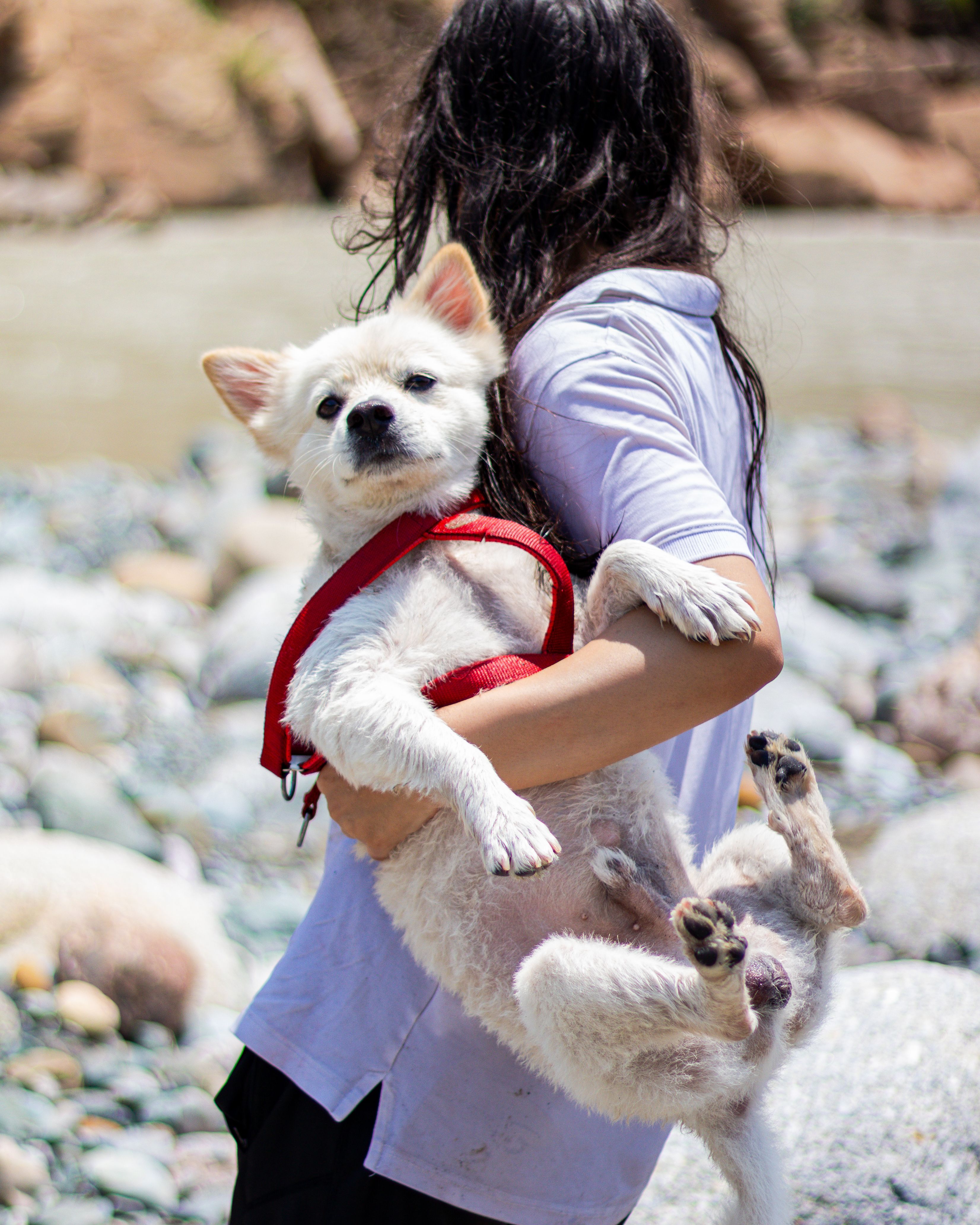 Carries Photos, Download The BEST Free Carries Stock Photos & HD Images