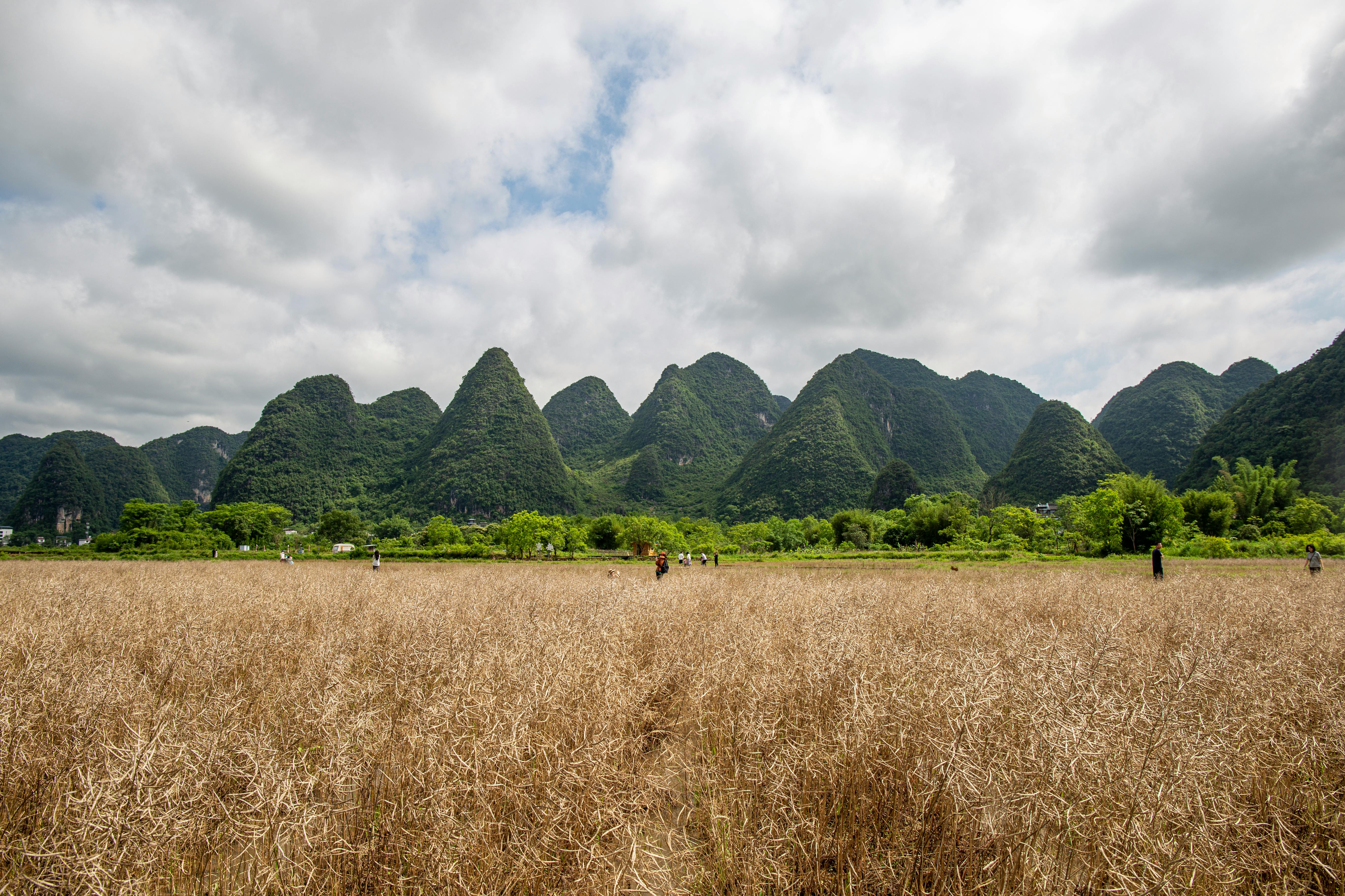 Field with View of Pointy Green Hills of Yangshuo in China · Free Stock ...