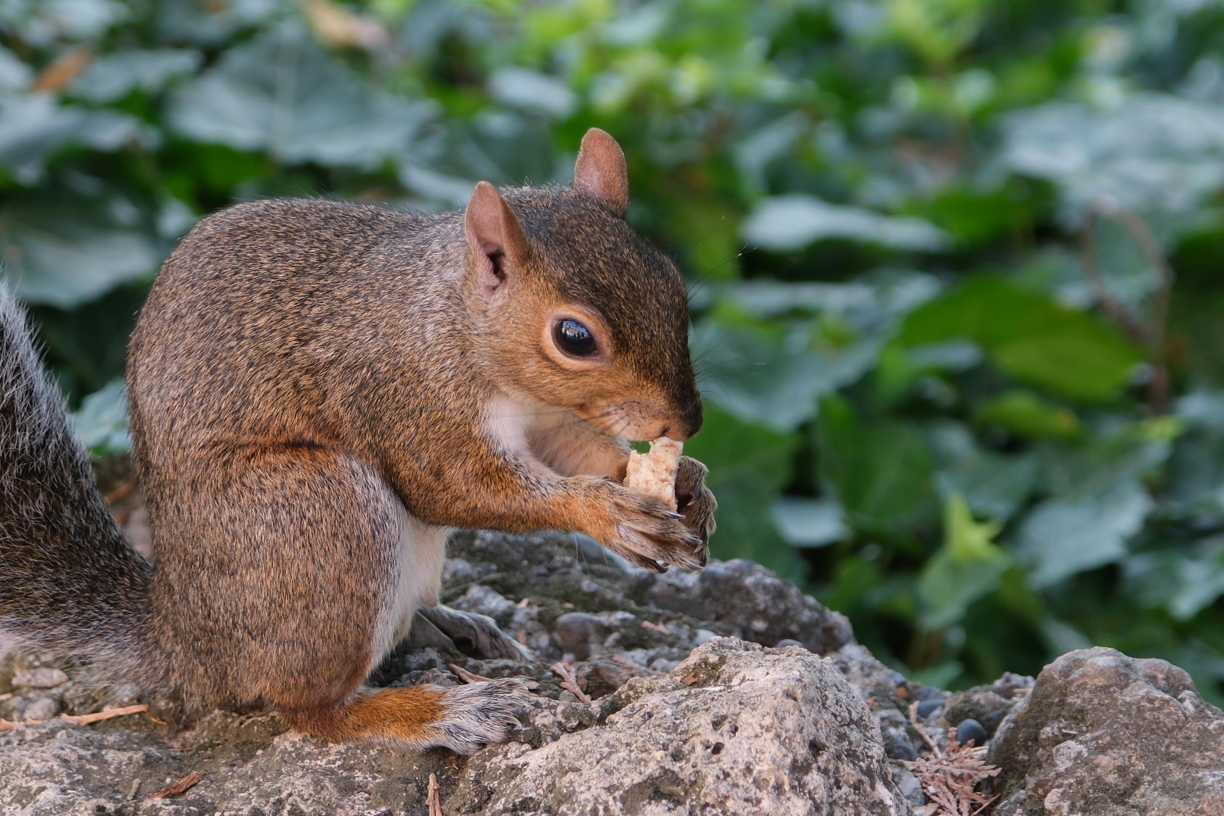 Squirrel Eating Food · Free Stock Photo