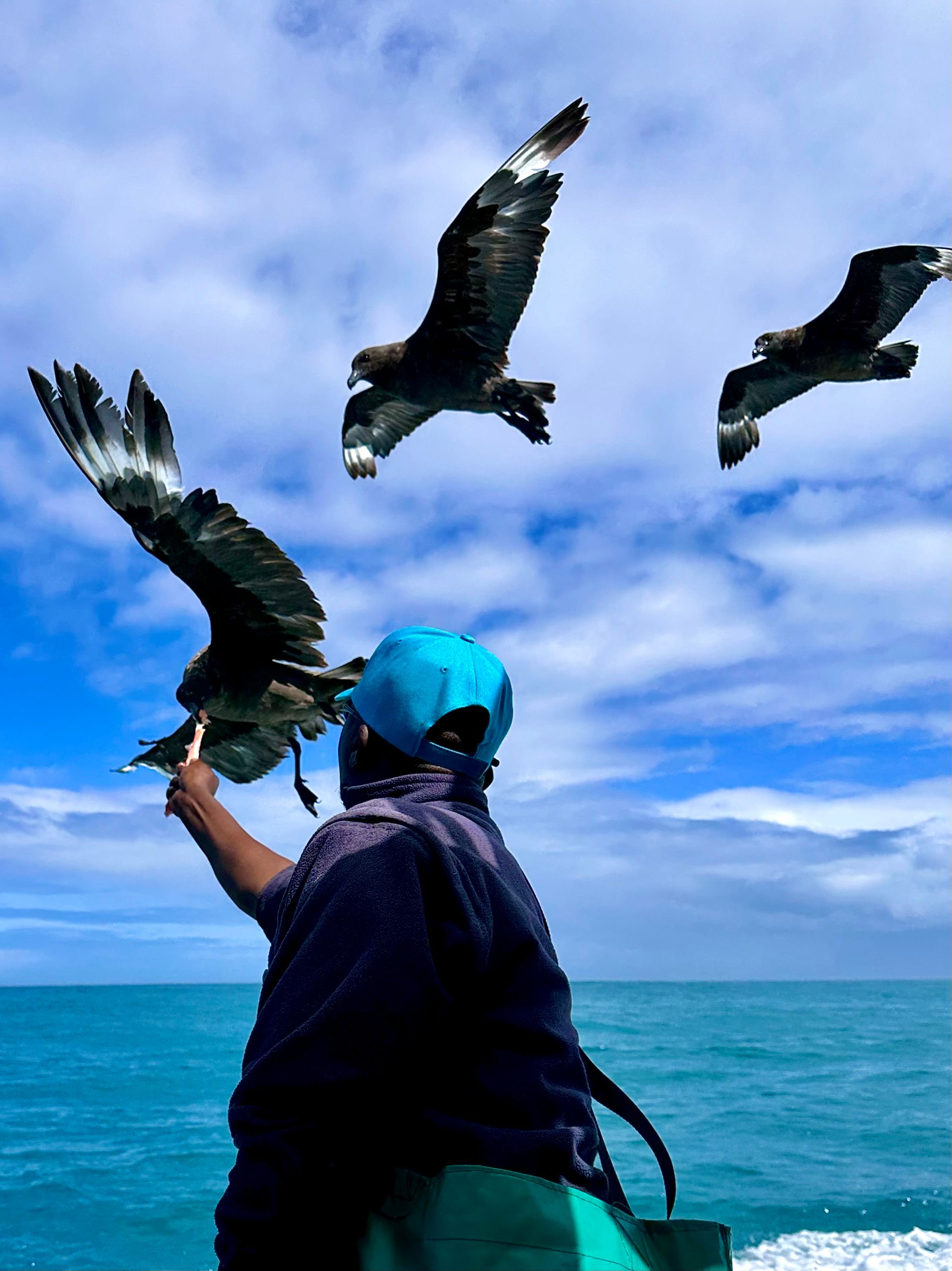 A Man Feeding the Birds Flying over the Sea · Free Stock Photo