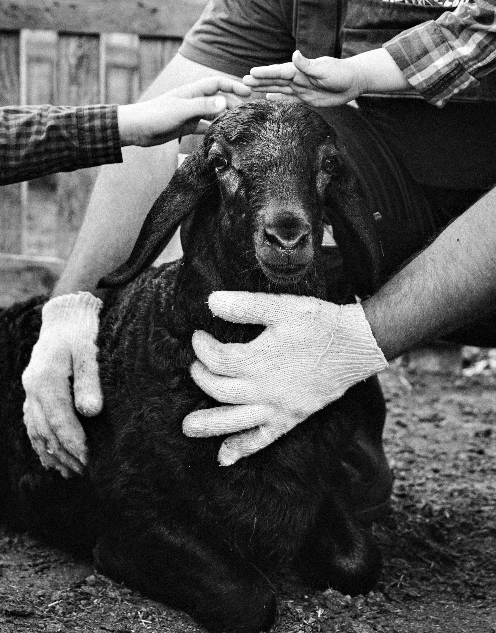 Black and White Photography of People Stroking a Goat · Free Stock Photo