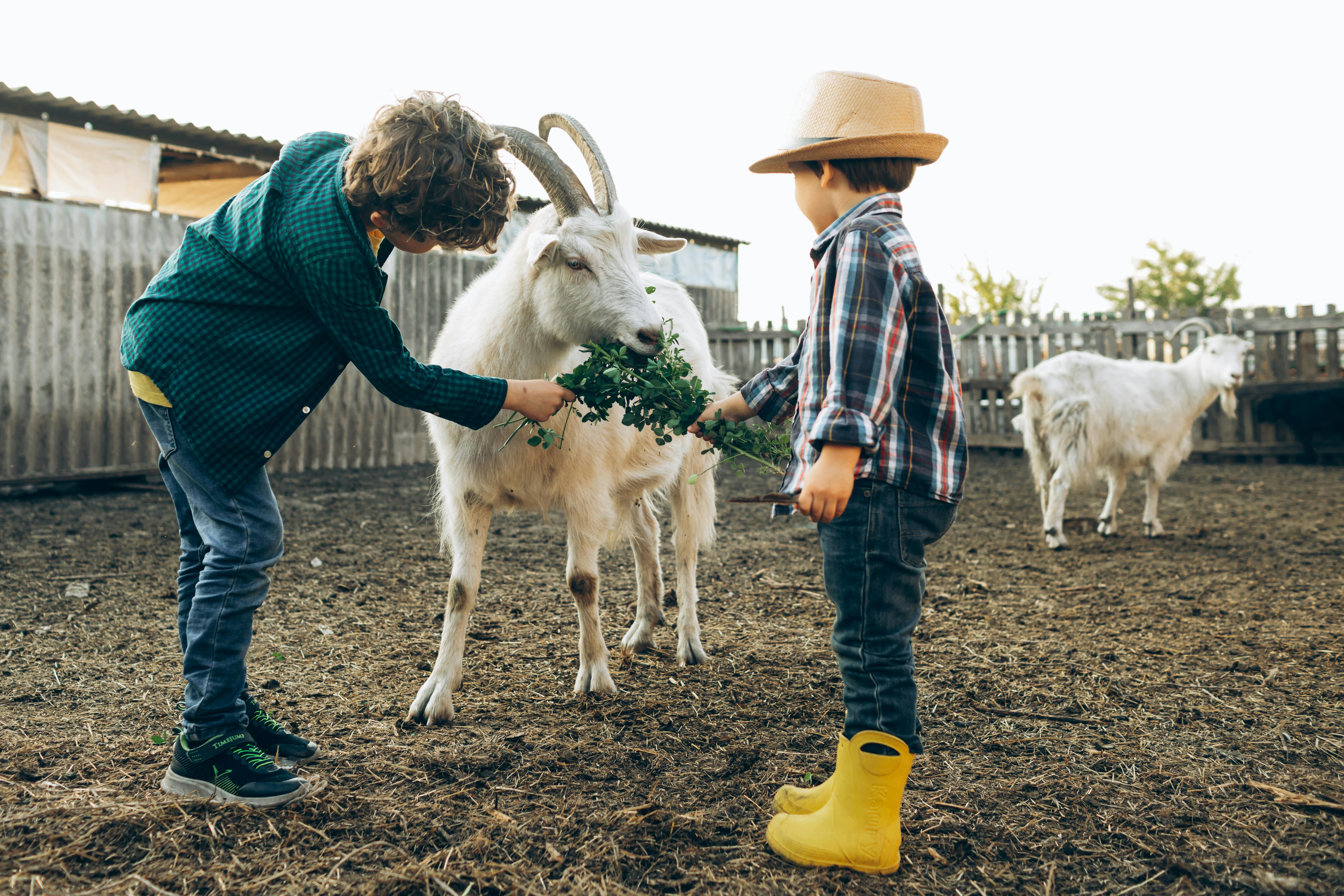 Boys Feeding Goats · Free Stock Photo