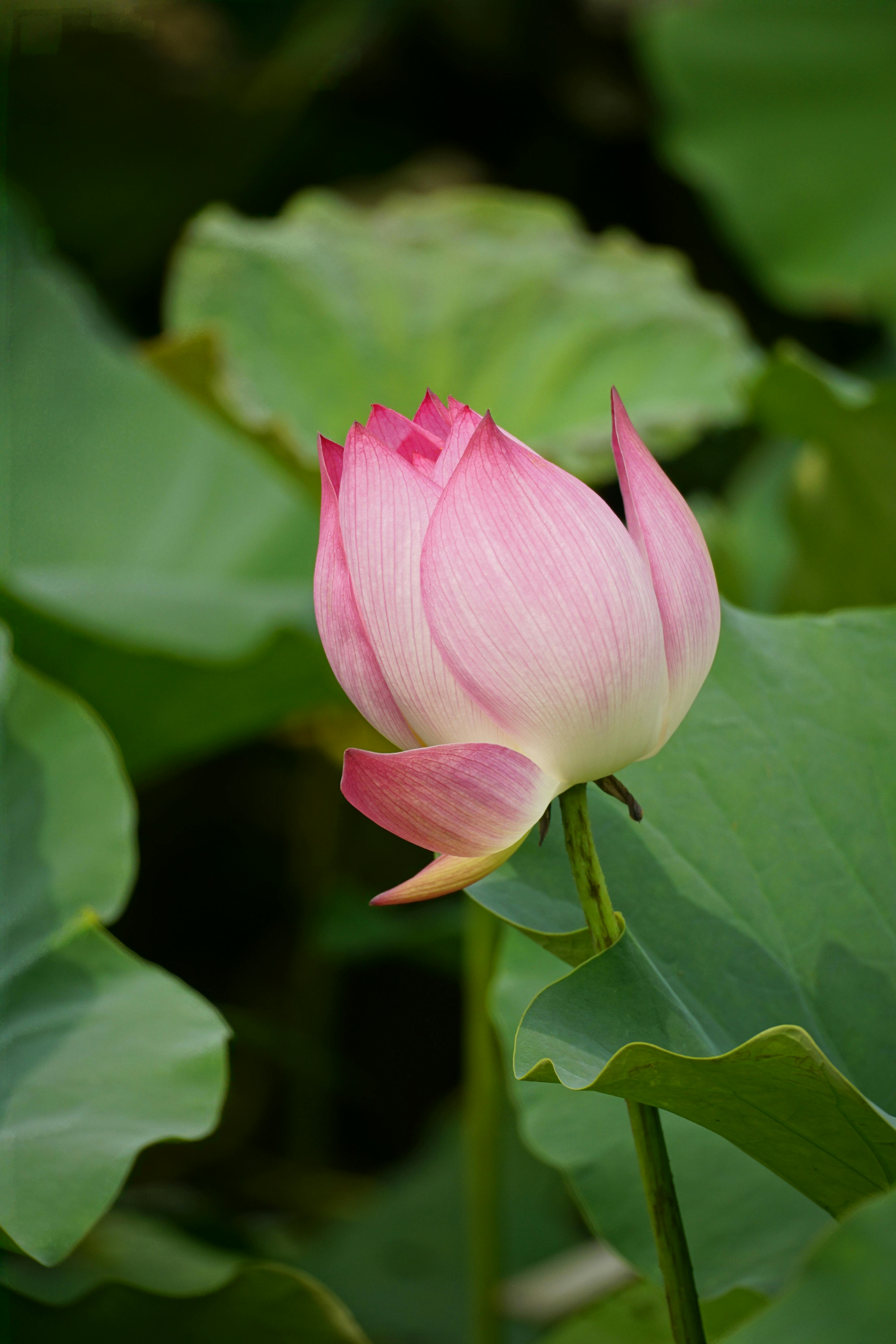 Pink Bulb of Indian Lotus Flower · Free Stock Photo