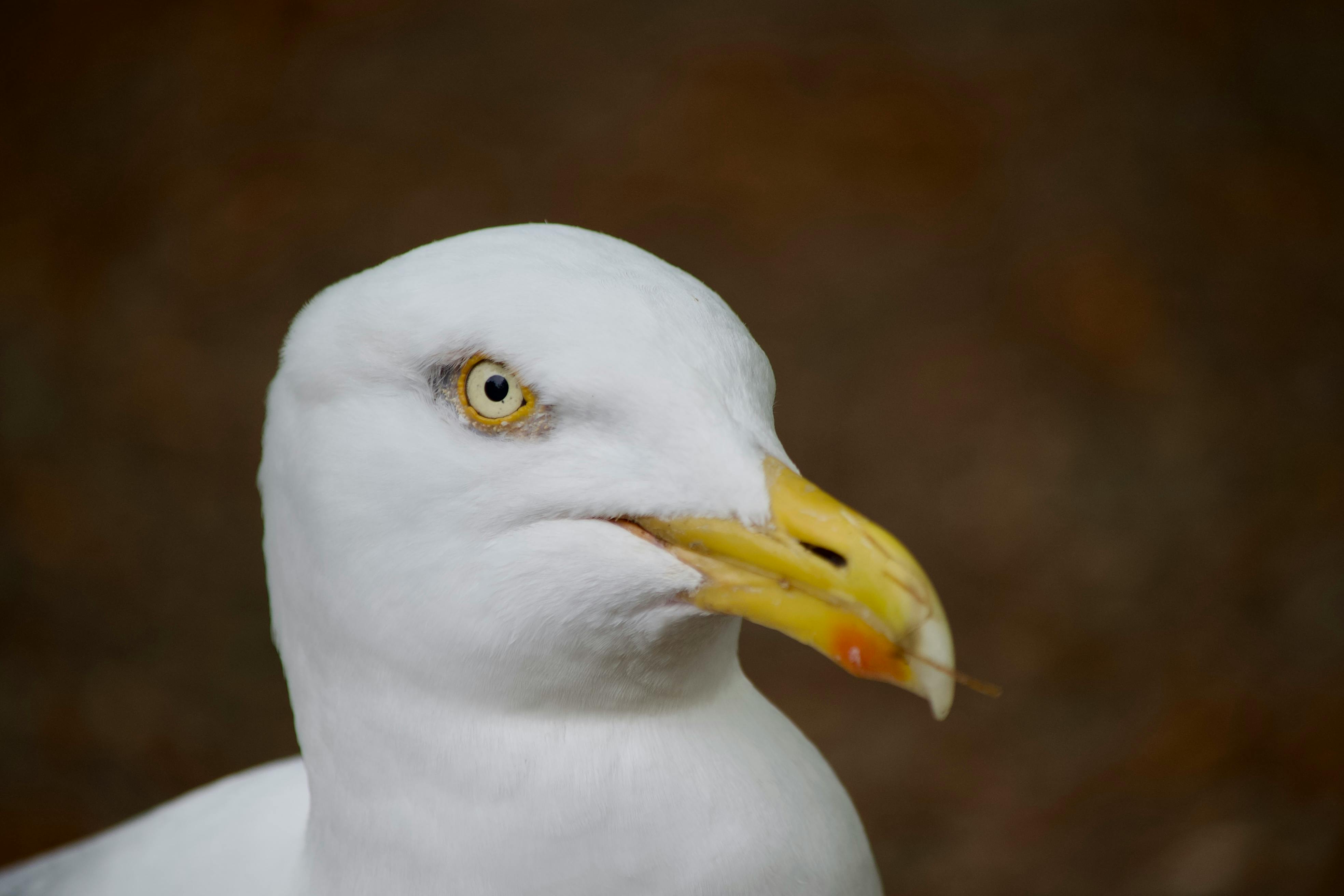 Portrait of a Seagull · Free Stock Photo