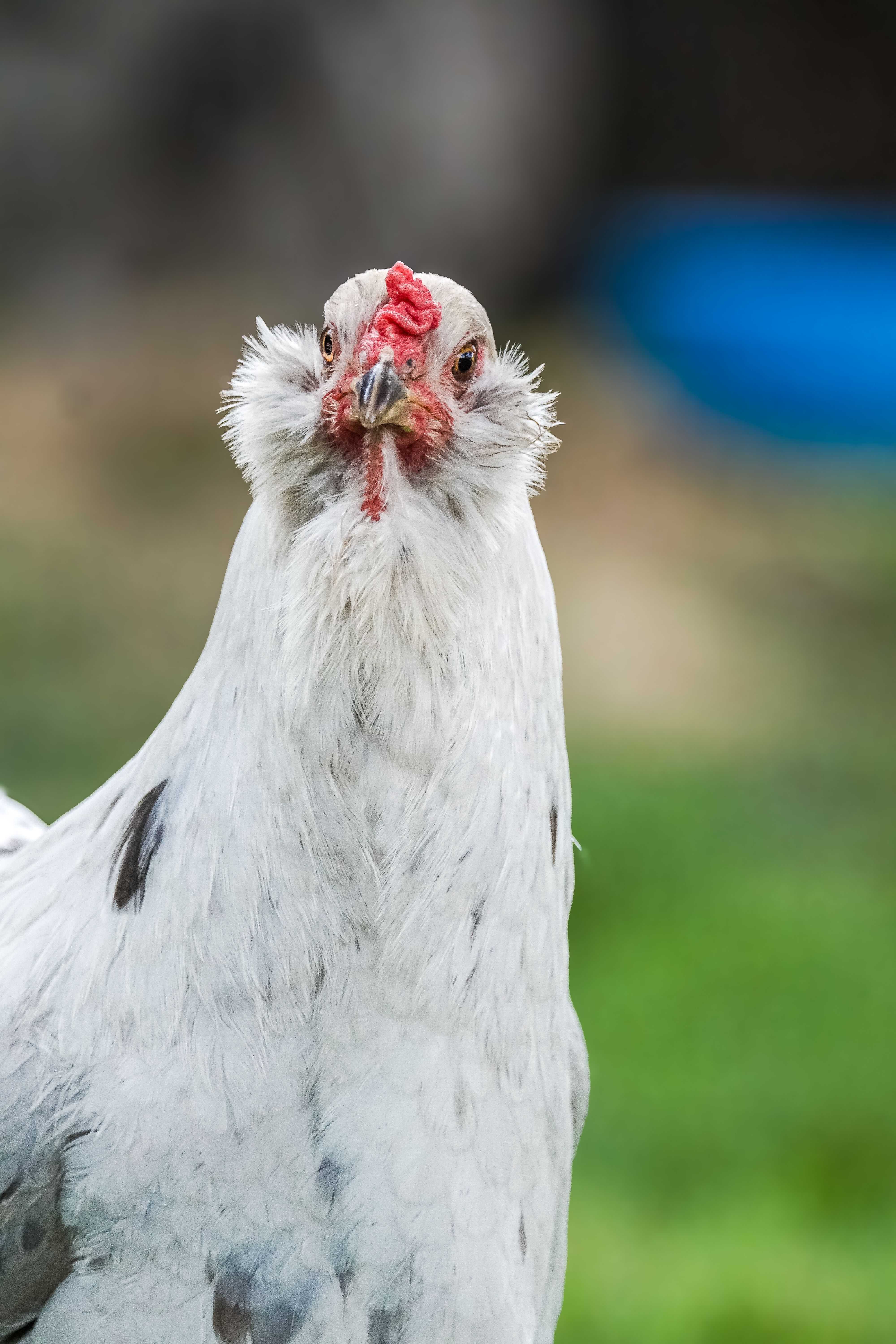 Portrait of a White Hen · Free Stock Photo