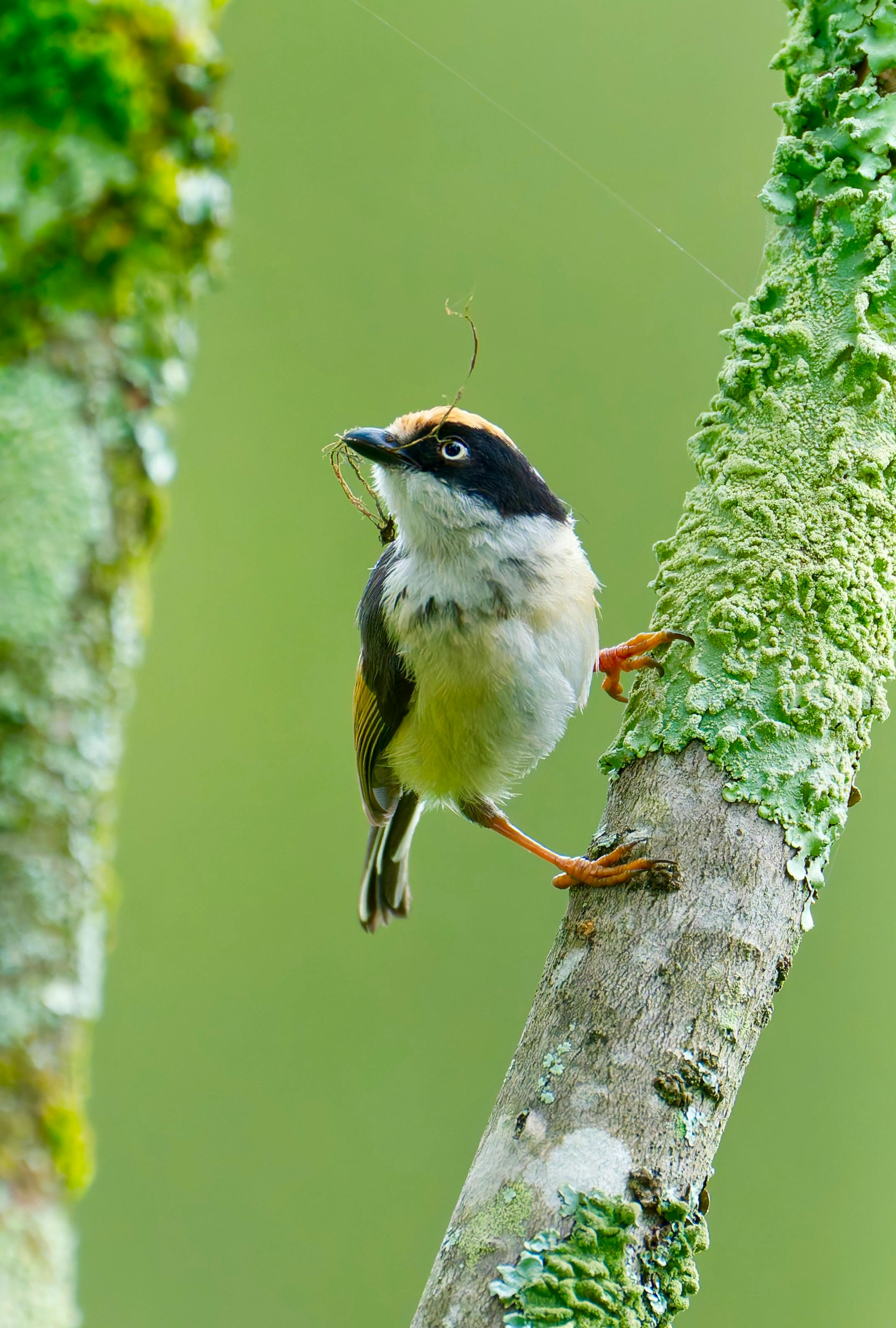 Pied Shrike-babbler Bird Sitting on Steep Birch with Moss · Free Stock ...