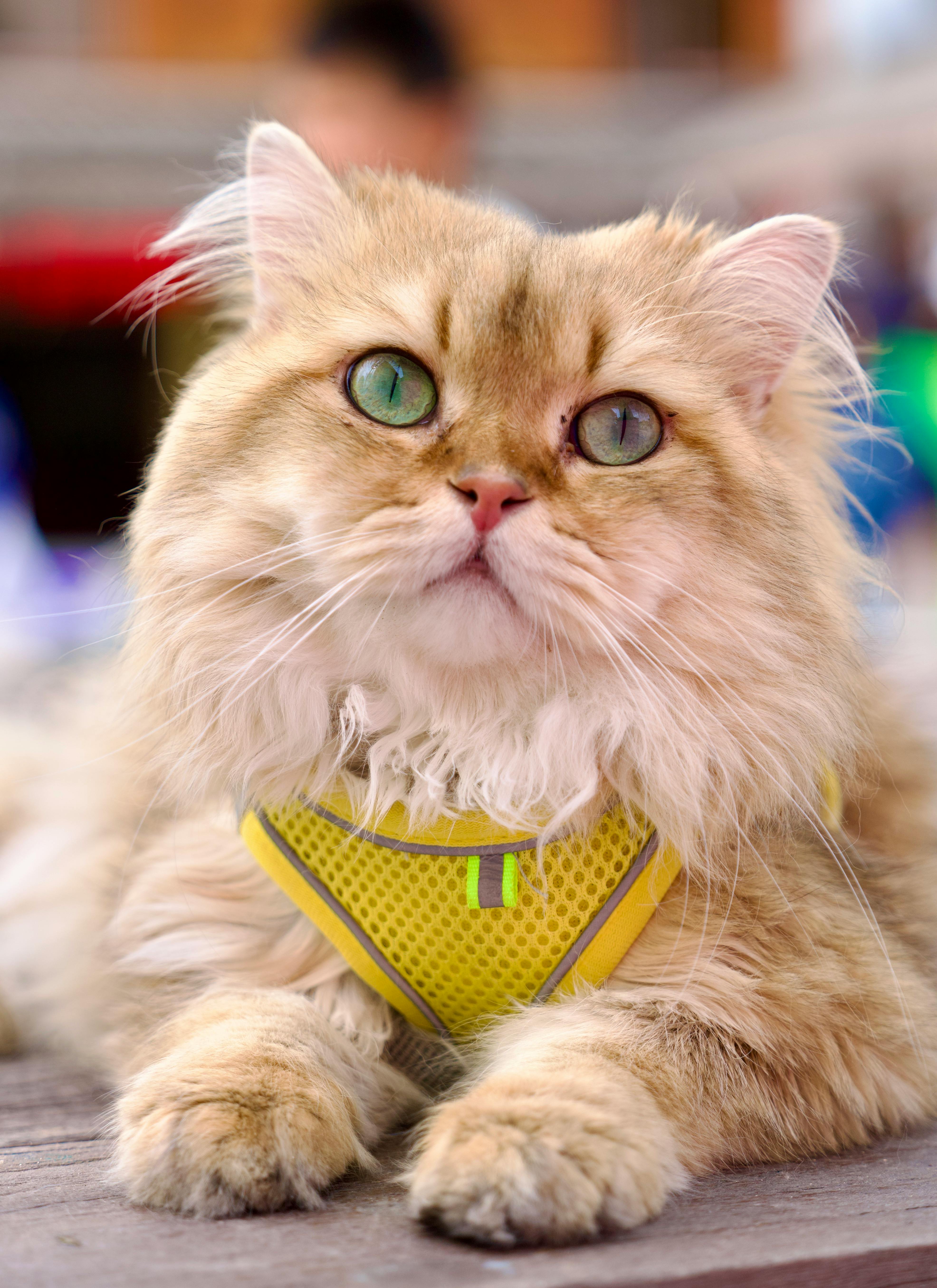 Yellow Harness Photos, Download The BEST Free Yellow Harness Stock ...