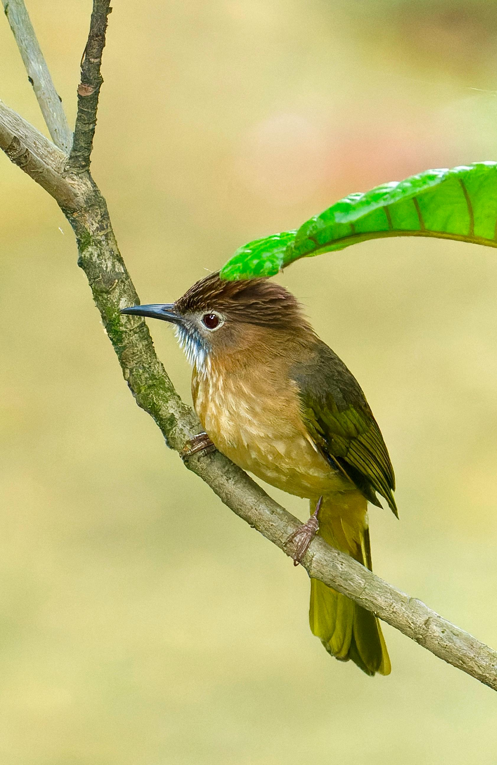 Portrait of Mountain Bulbul Bird with Brown Feathers · Free Stock Photo