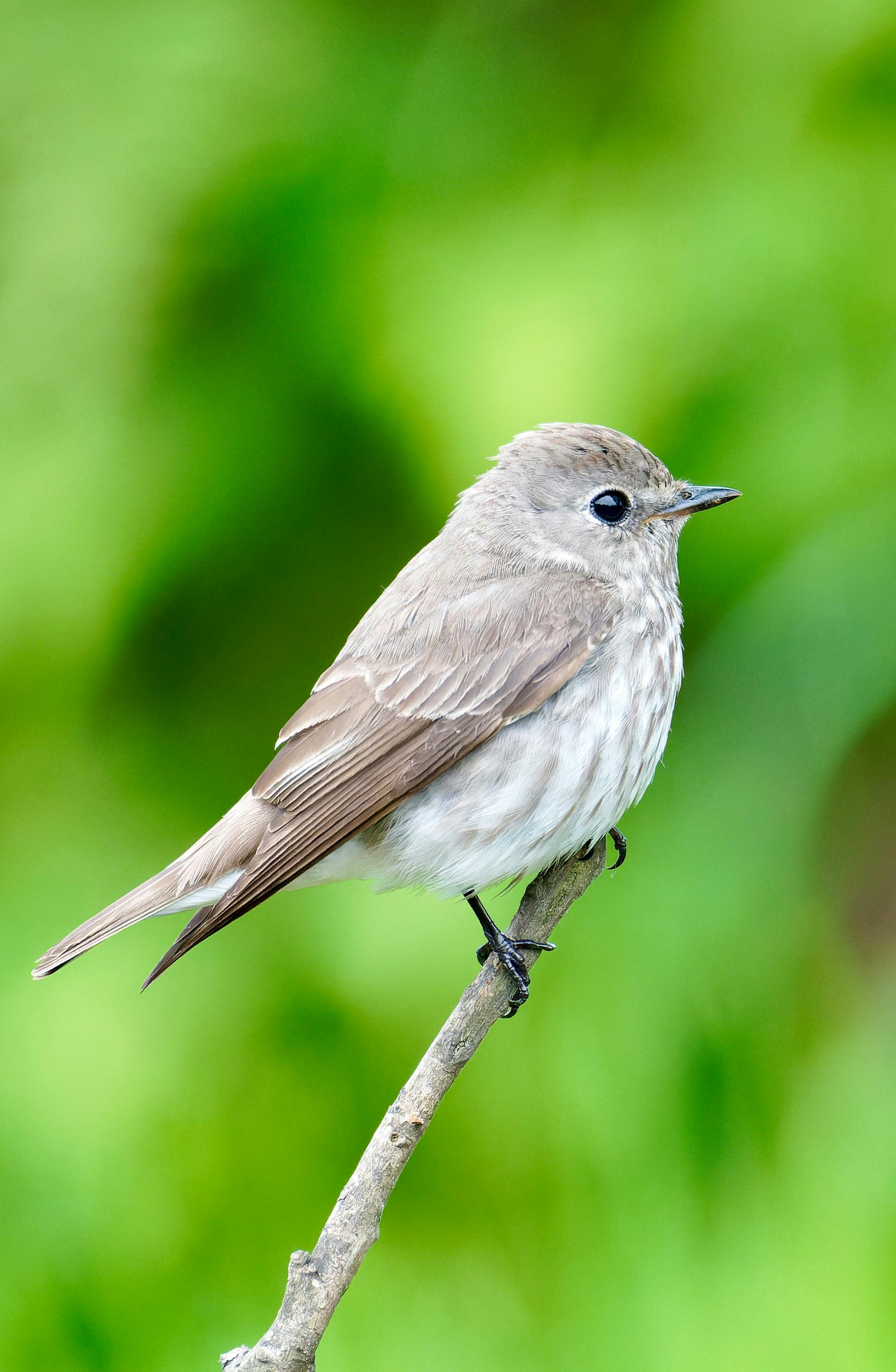 Scop 이미지 Photos, Download The BEST Free Scop 이미지 Stock Photos & HD Images