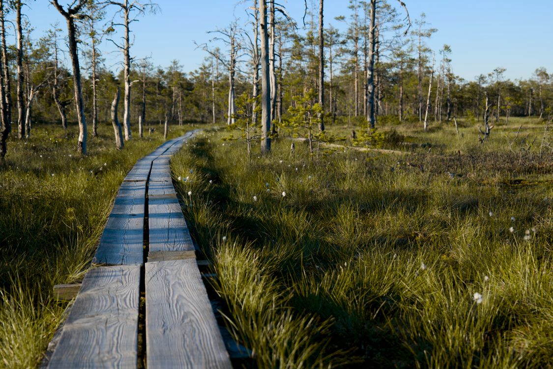 A Boardwalk in a Forest · Free Stock Photo