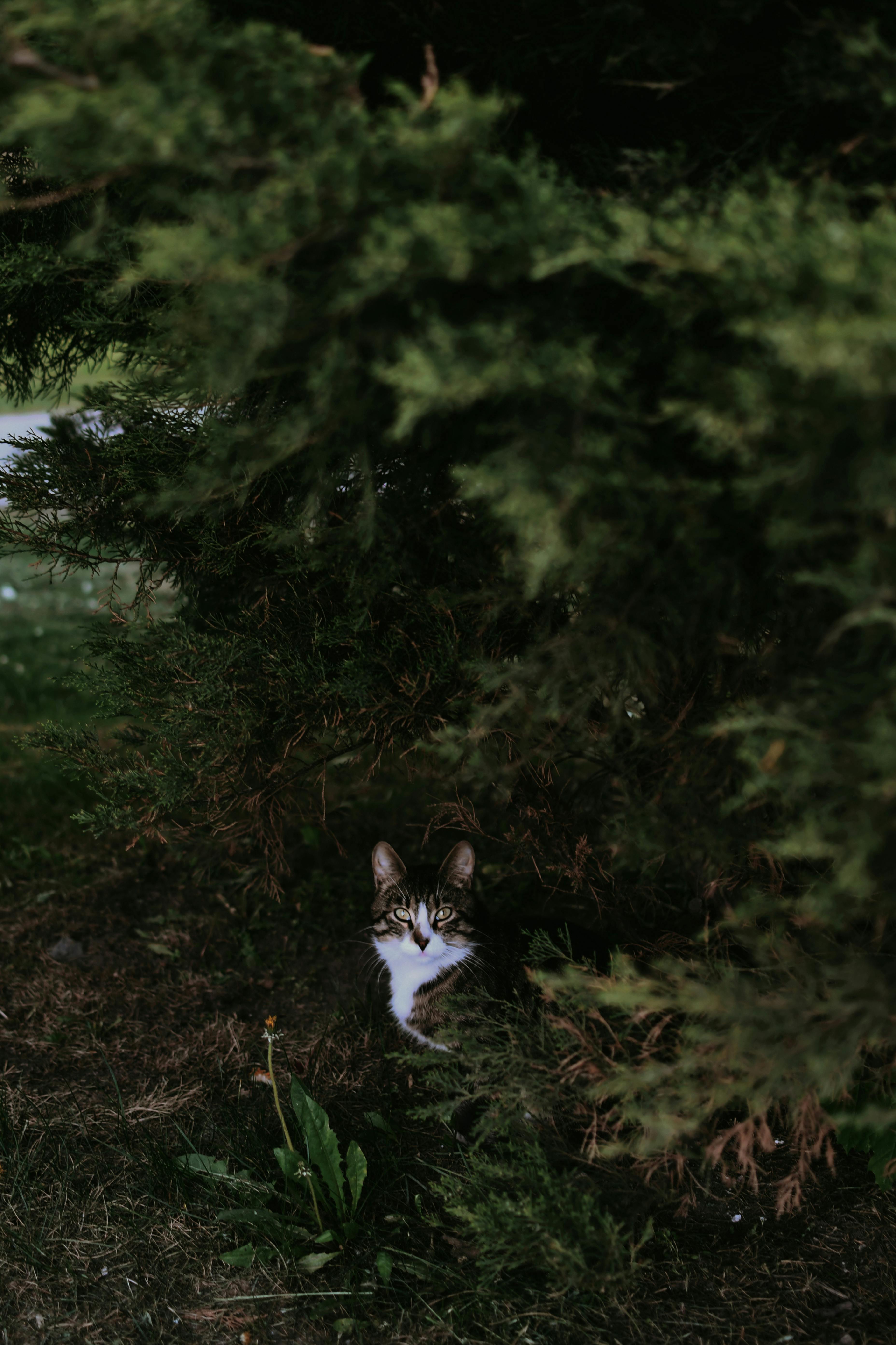 A Cat in Bushes · Free Stock Photo