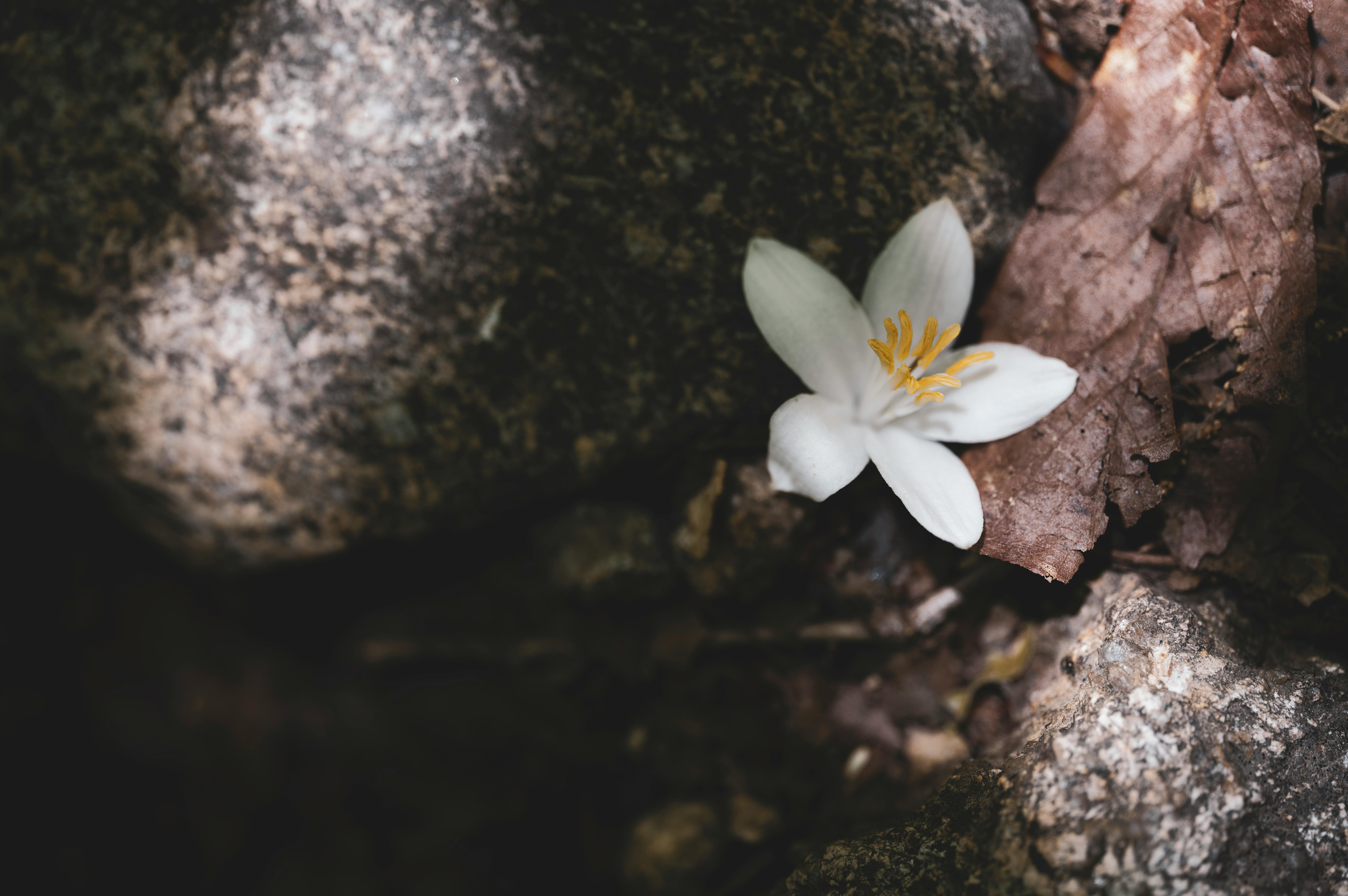 Gethyllis Barkerae Growing Surrounded by Stones · Free Stock Photo
