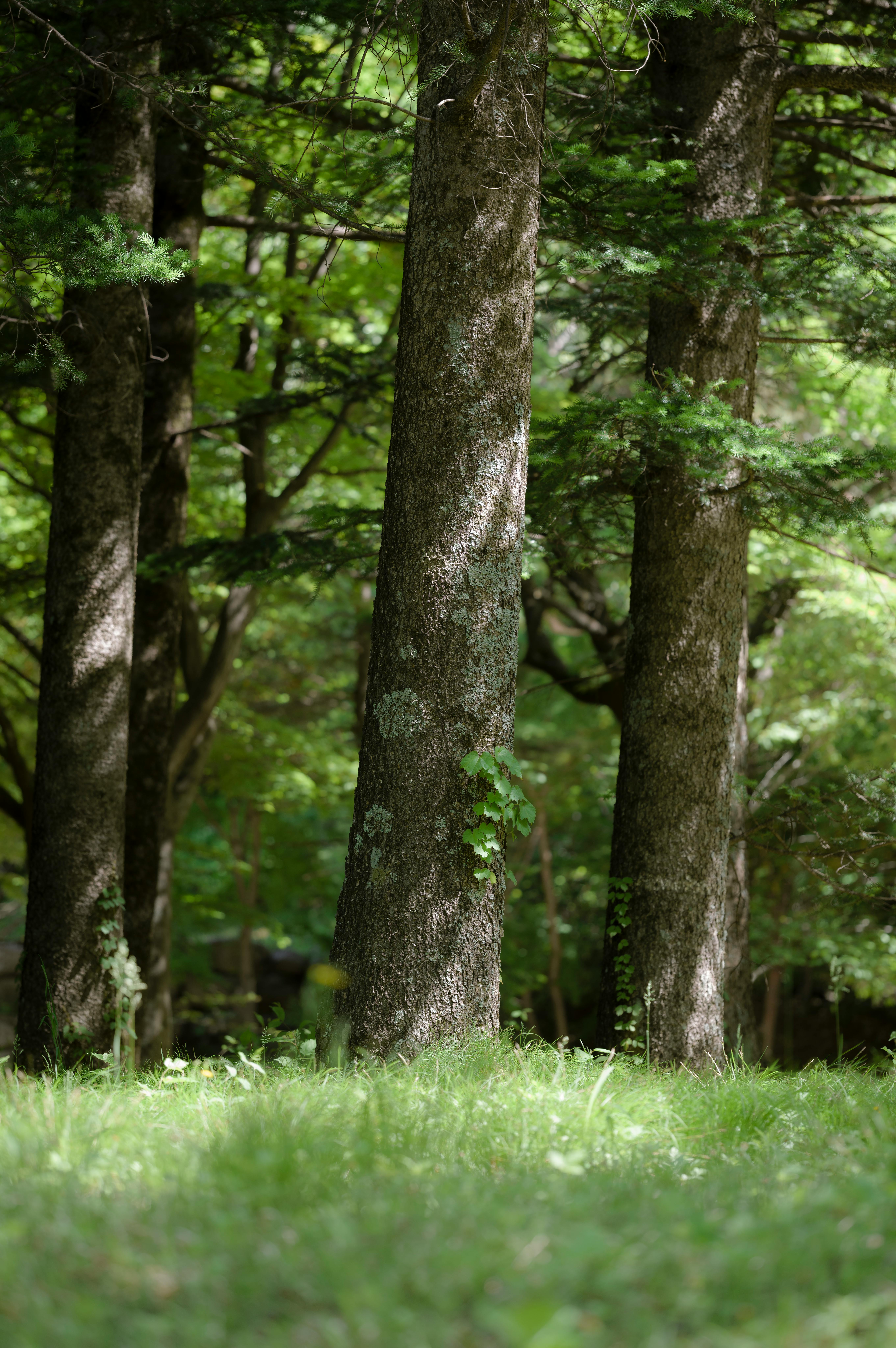 Trees, Bushes and Flowers in Forest · Free Stock Photo